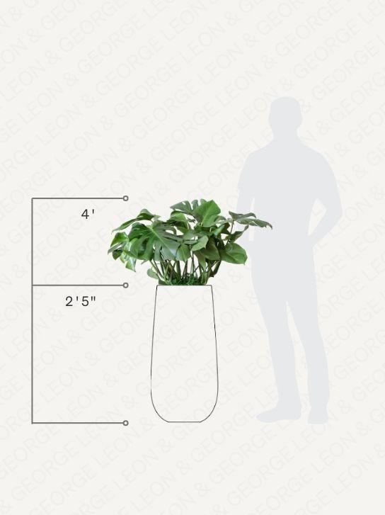Monstera Deliciosa Large (4 ft tall) – White Flute Pot, potted plant ...
