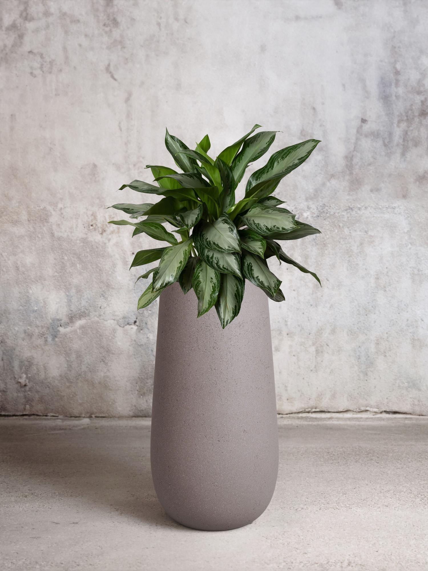Silver Evergreen With Flute Pot Large 4 ½ ft tall – White Flute Pot ...