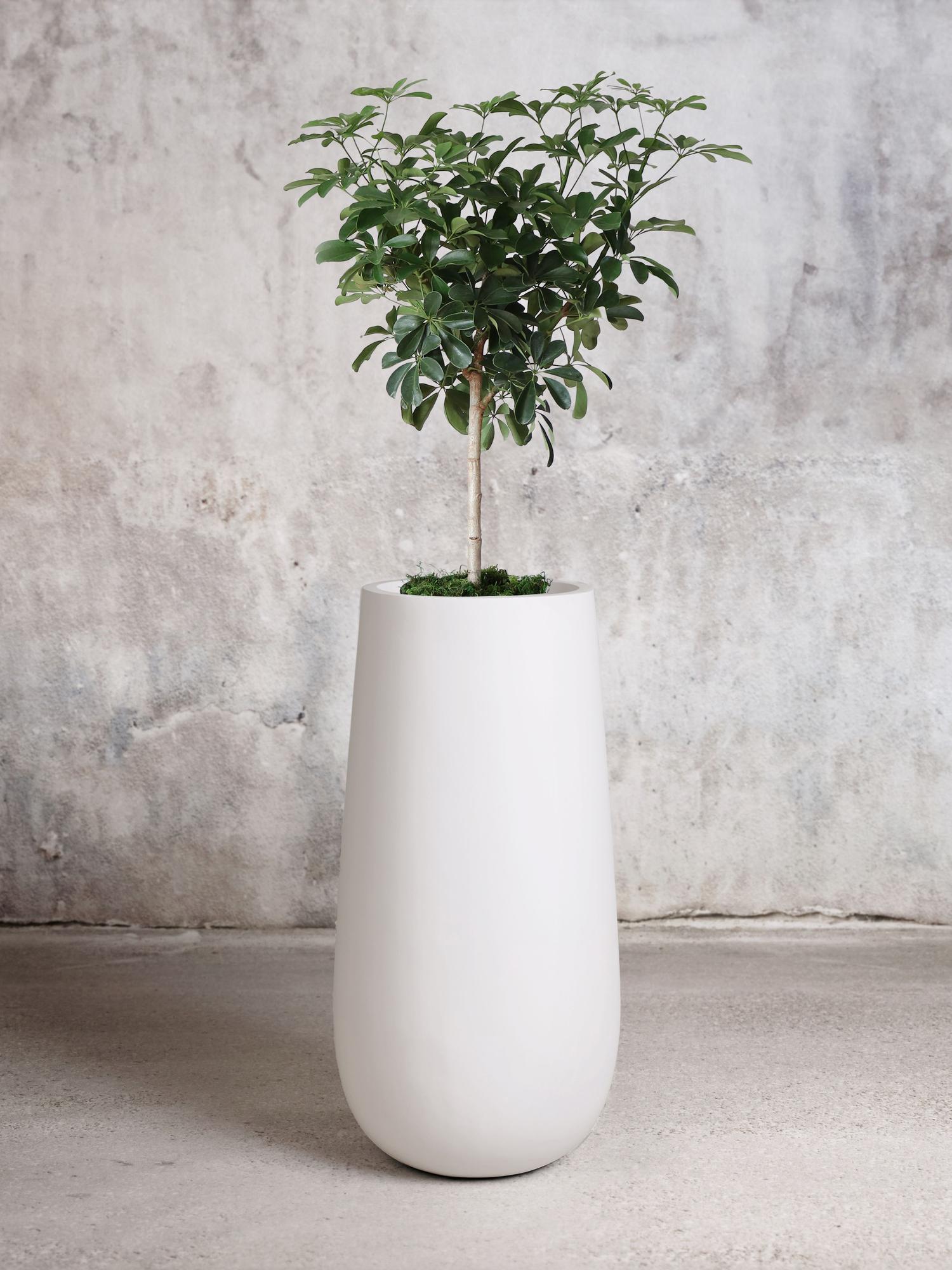 Schefflera Tree Large (5 ft tall) – White Flute Pot, potted plant ...