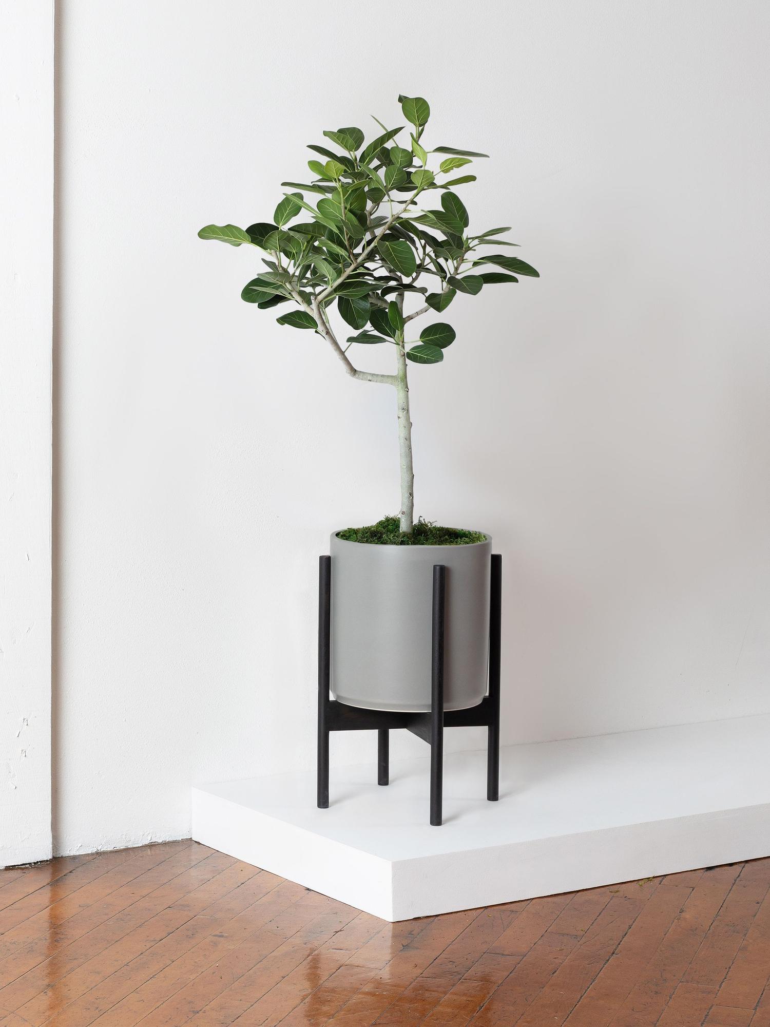 Ficus Audrey Tree Large (3 ½ – 4 ft tall) – White Mid-Century Ceramic ...