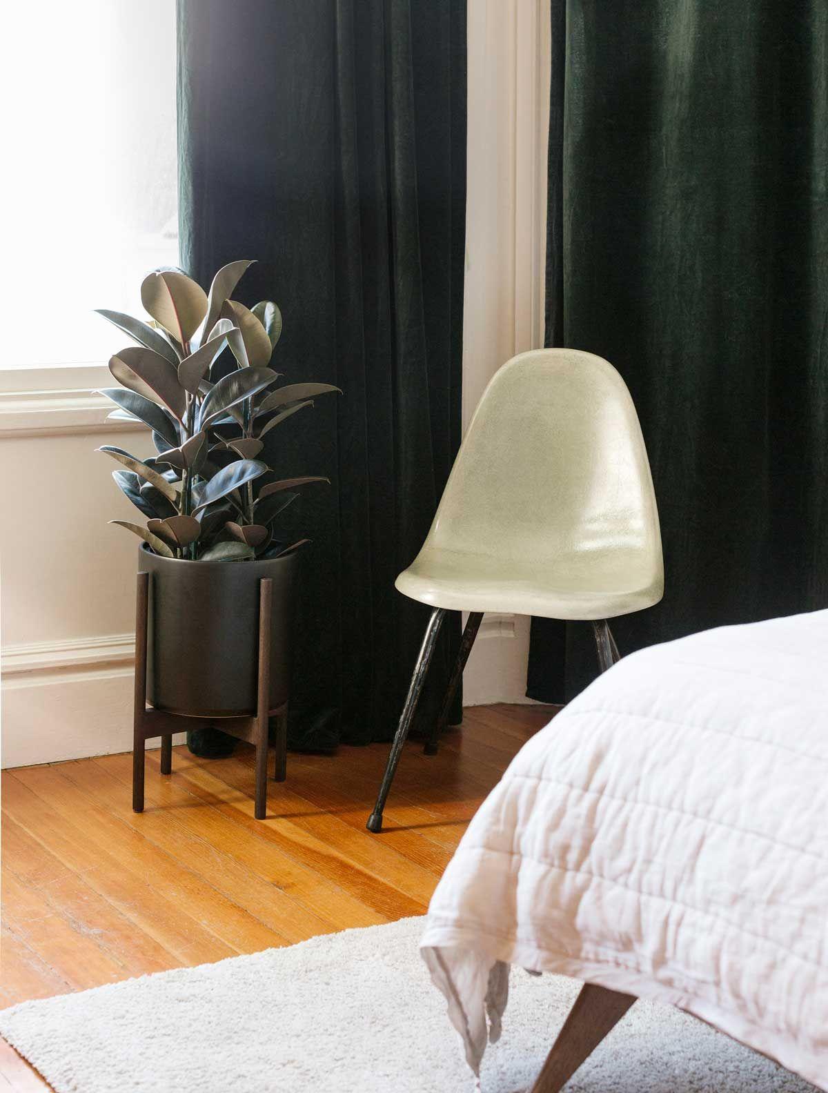 Rubber Tree With Nouvelle Pot Large 2 – 3 ft tall, potted plant ...