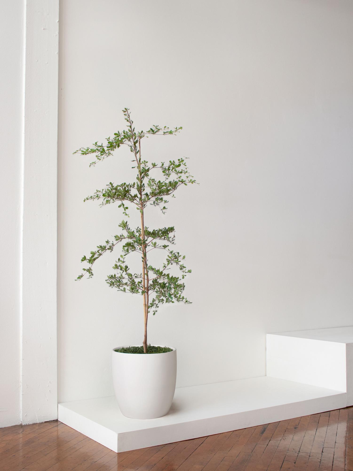 Black Olive Tree Extra Large (5½-6 ft tall) – Black Mediterra Pot ...