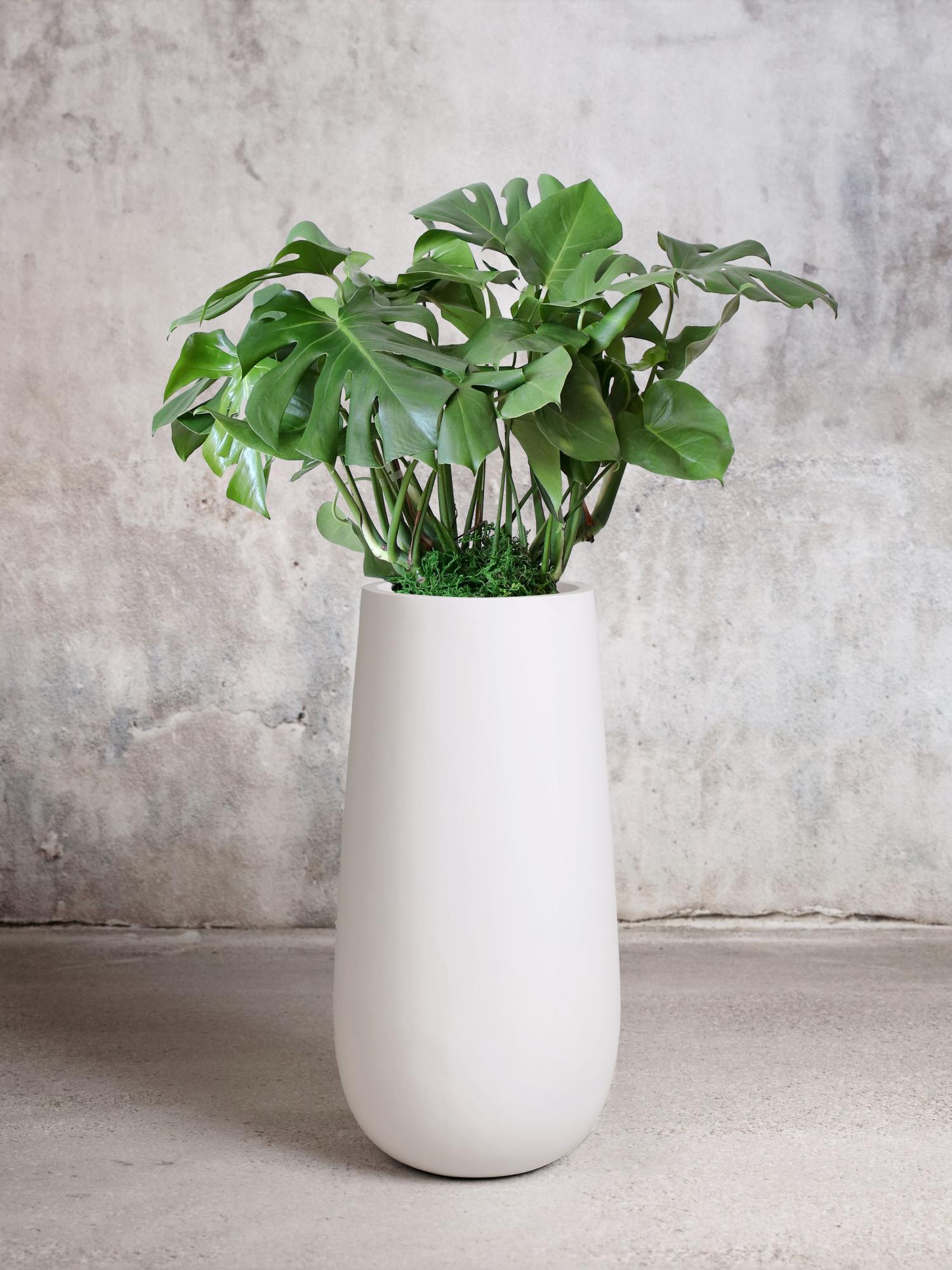 Monstera Deliciosa With Flute Pot Large 4 ft tall – White Flute Pot ...