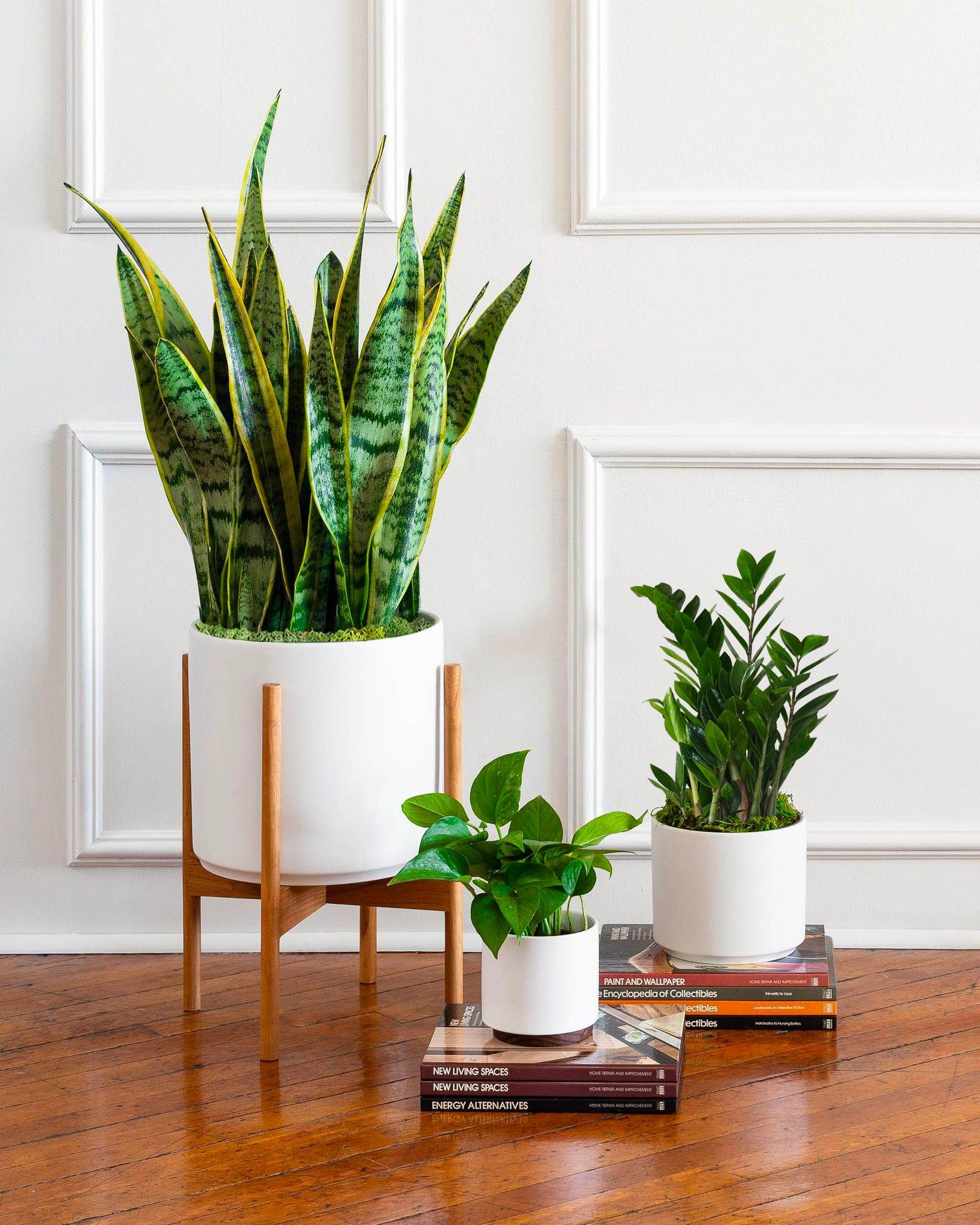 L Easy Care Plant Bundle Large (Three Sets in One) + Mid-Century Pot ...