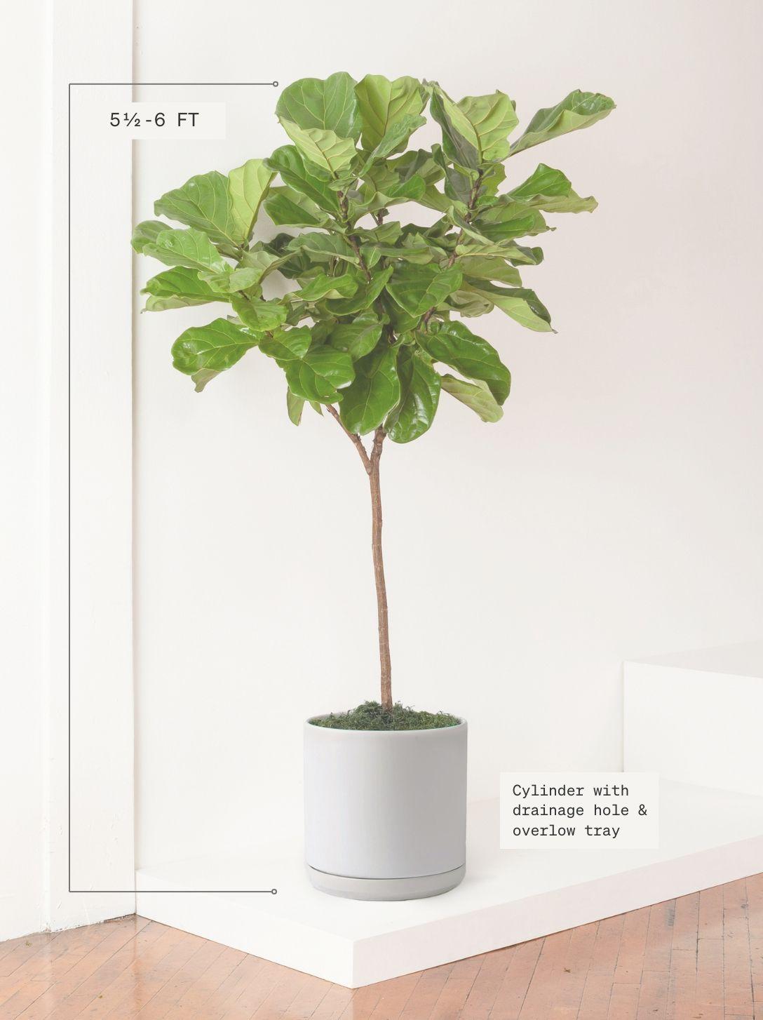 Fiddle Leaf Fig Tree Extra Large (5 ½ - 6 ft tall) – White Foundation ...