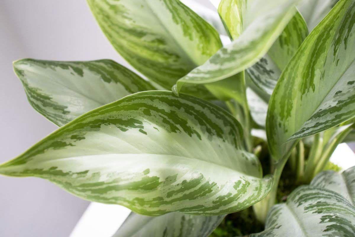 Silver Evergreen With Nouvelle Pot Medium 1 ½ ft tall, potted plant ...