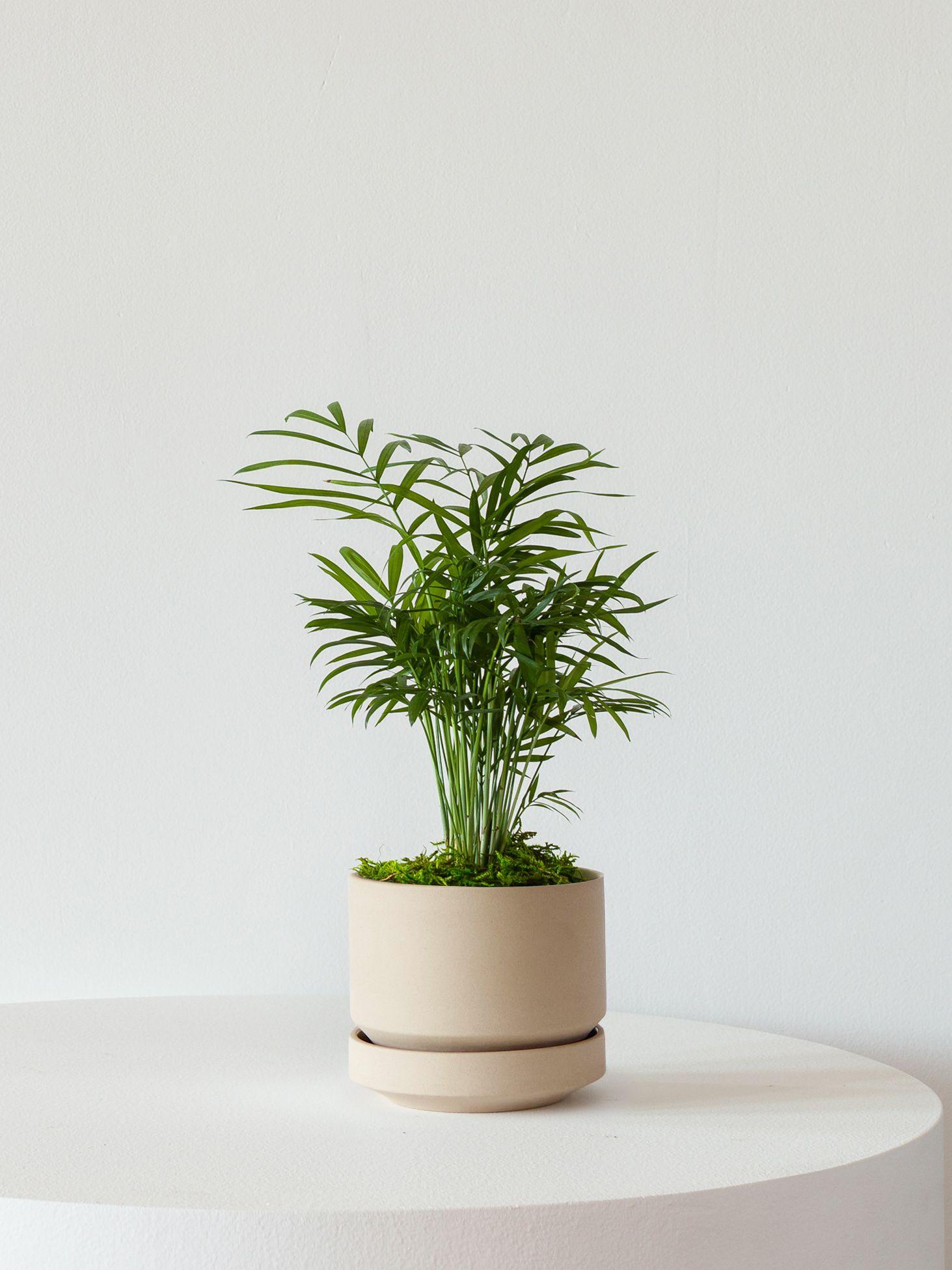 Parlor Palm With Scandinavian Pot Small 1 ft tall, potted plant ...