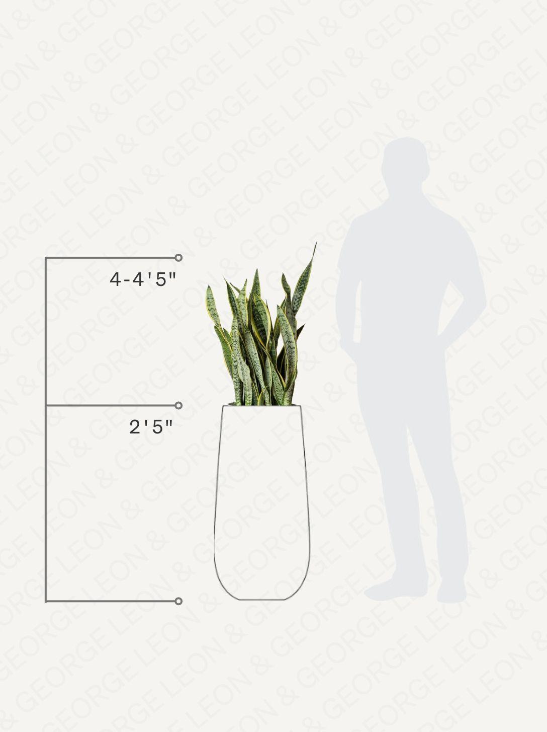 Snake Plant Laurentii Large (4 – 4 ½ ft tall) – White Flute Pot, potted ...