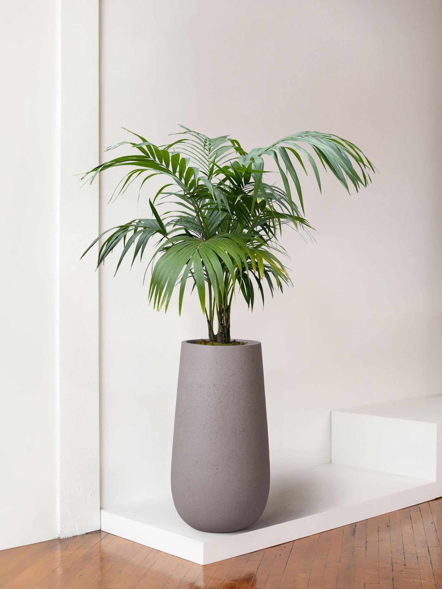 Kentia Palm Extra Large (7 ft tall) – White Flute Pot, potted plant ...