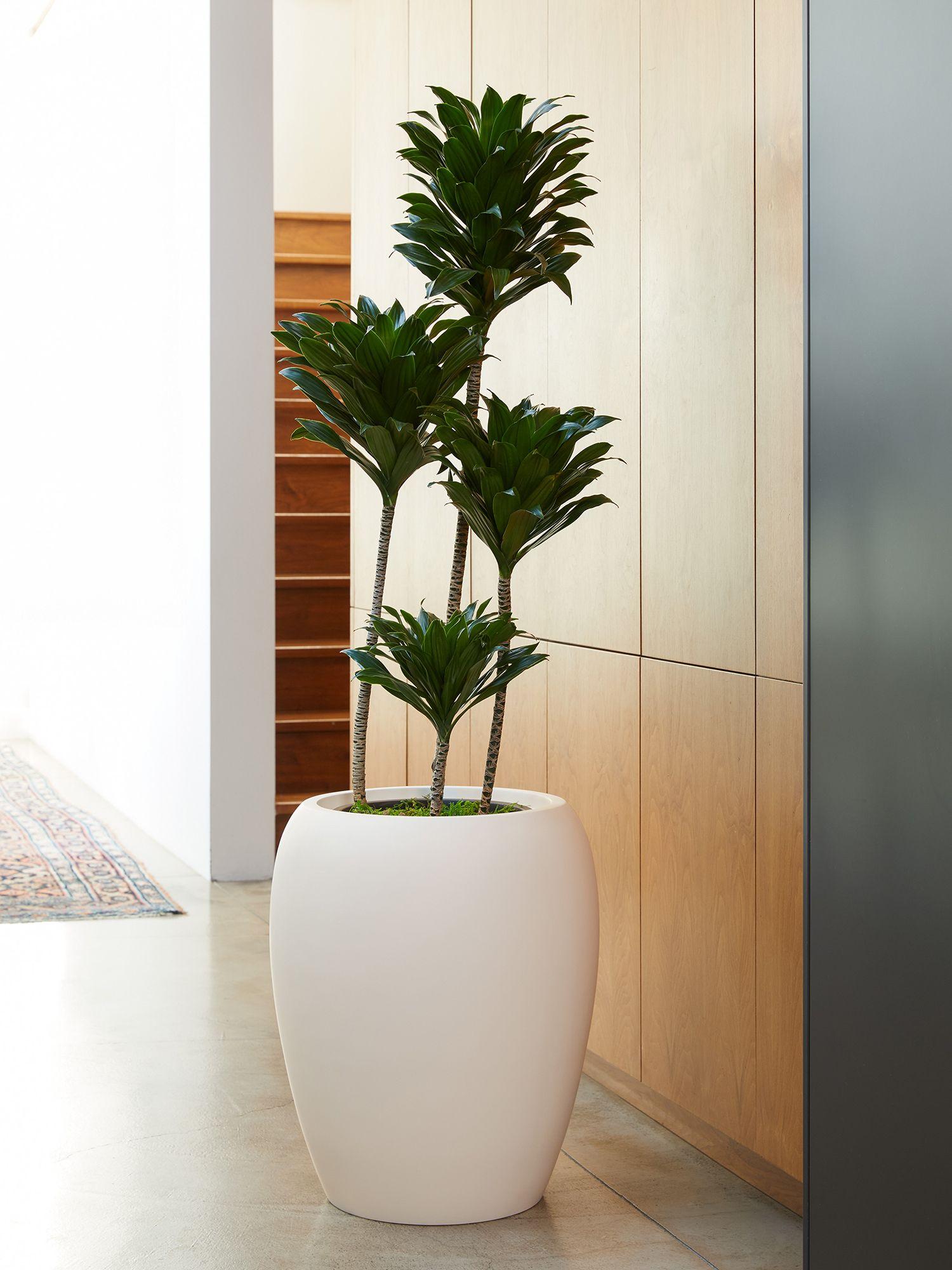 Dracaena Compacta With Calix Pot Extra Large ~4½-5 ft – White Calix Pot ...