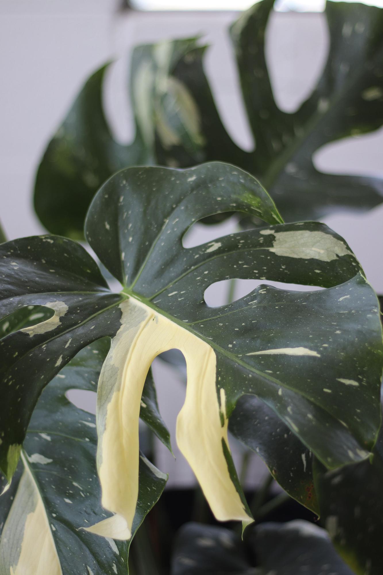 Monstera Thai Constellation With Mid-Century Pot Large 3-3½ ft tall ...