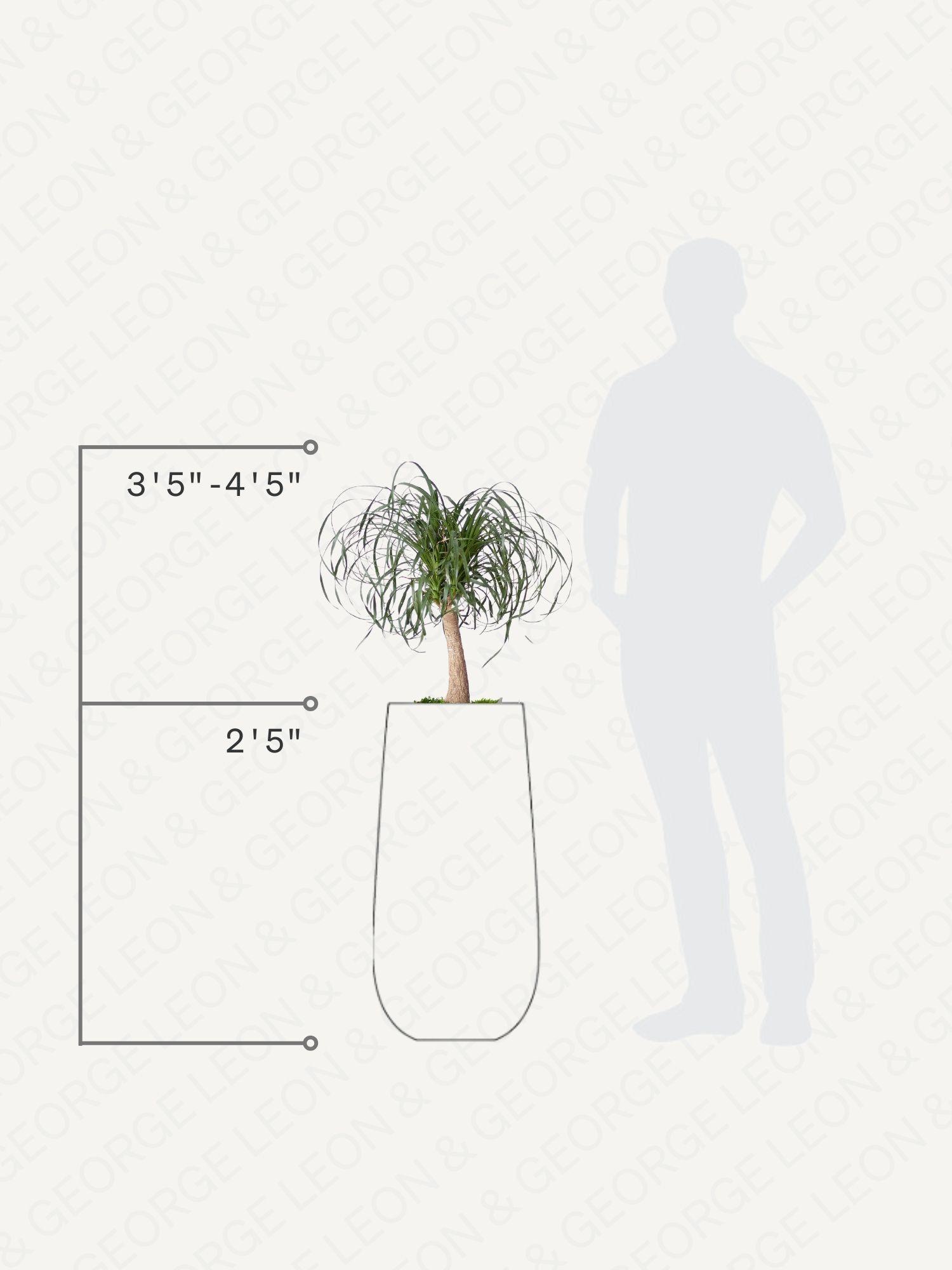 Ponytail Palm Large (3 ½ – 4 ½ ft tall) – White Flute Pot, potted plant ...