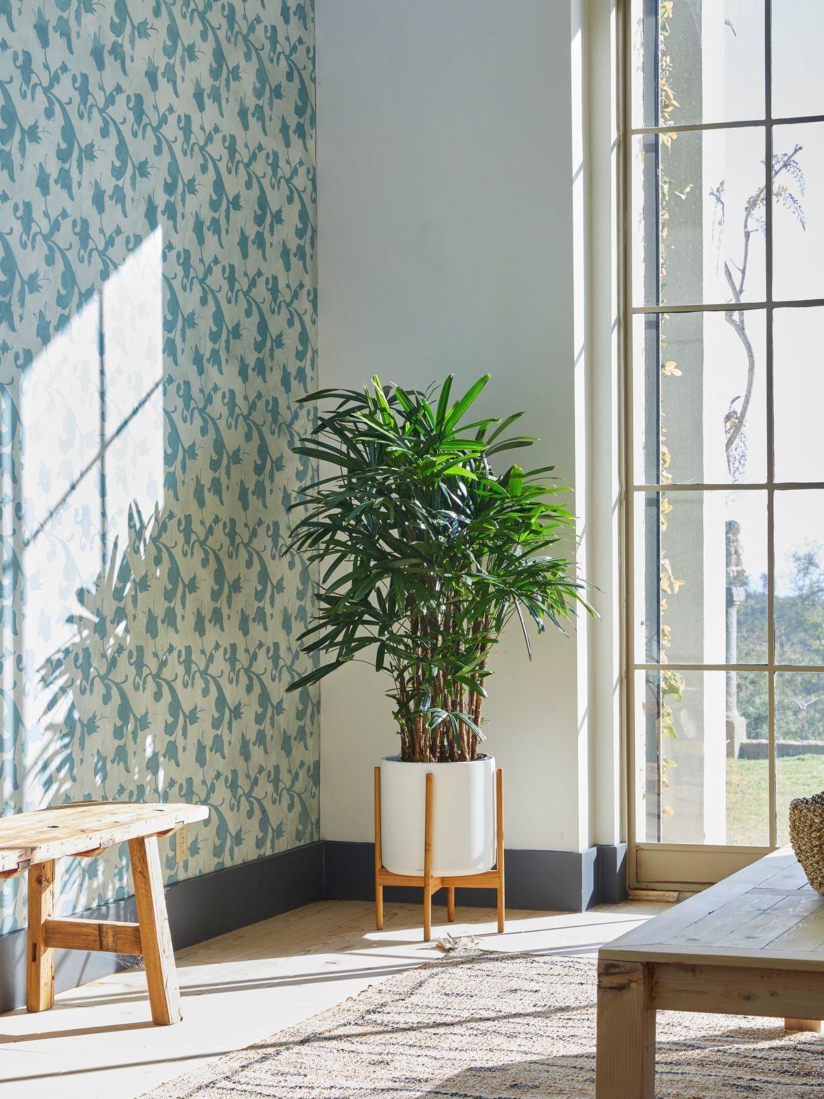 Lady Palm Extra Large (4 - 4 ½ ft tall) + Mid-Century Pot | Léon & George