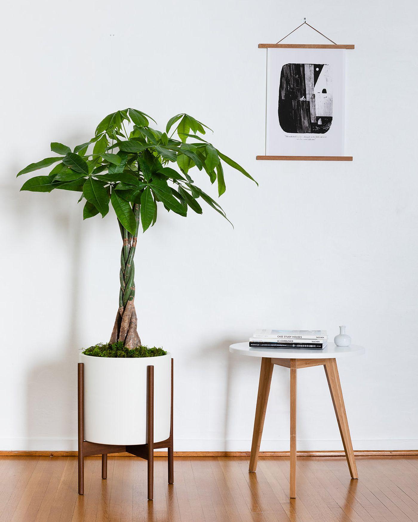 Braided Money Tree With Mid-Century Pot Large 3 ½-4 ft tall, potted ...
