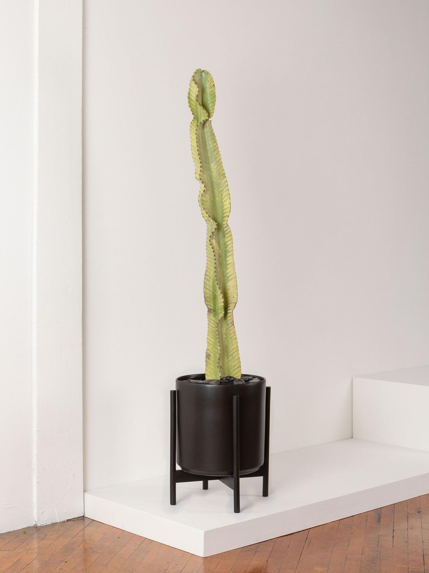 Desert Cactus With Mid-Century Pot Extra Large 4 - 5 ft, potted plant ...