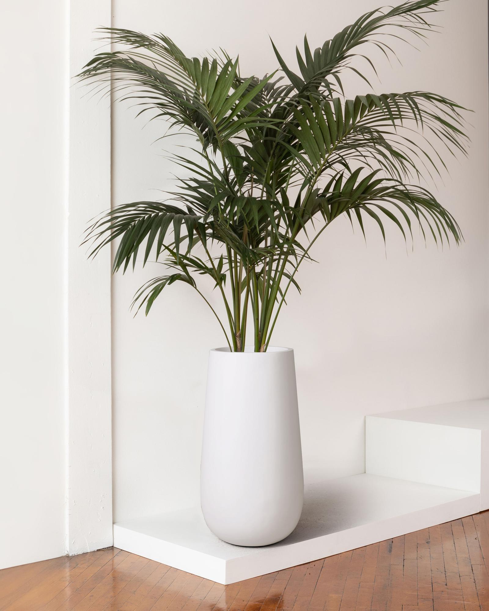 Kentia Palm Xxl (9 ft tall) – White Flute Pot, potted plant, shipped by ...