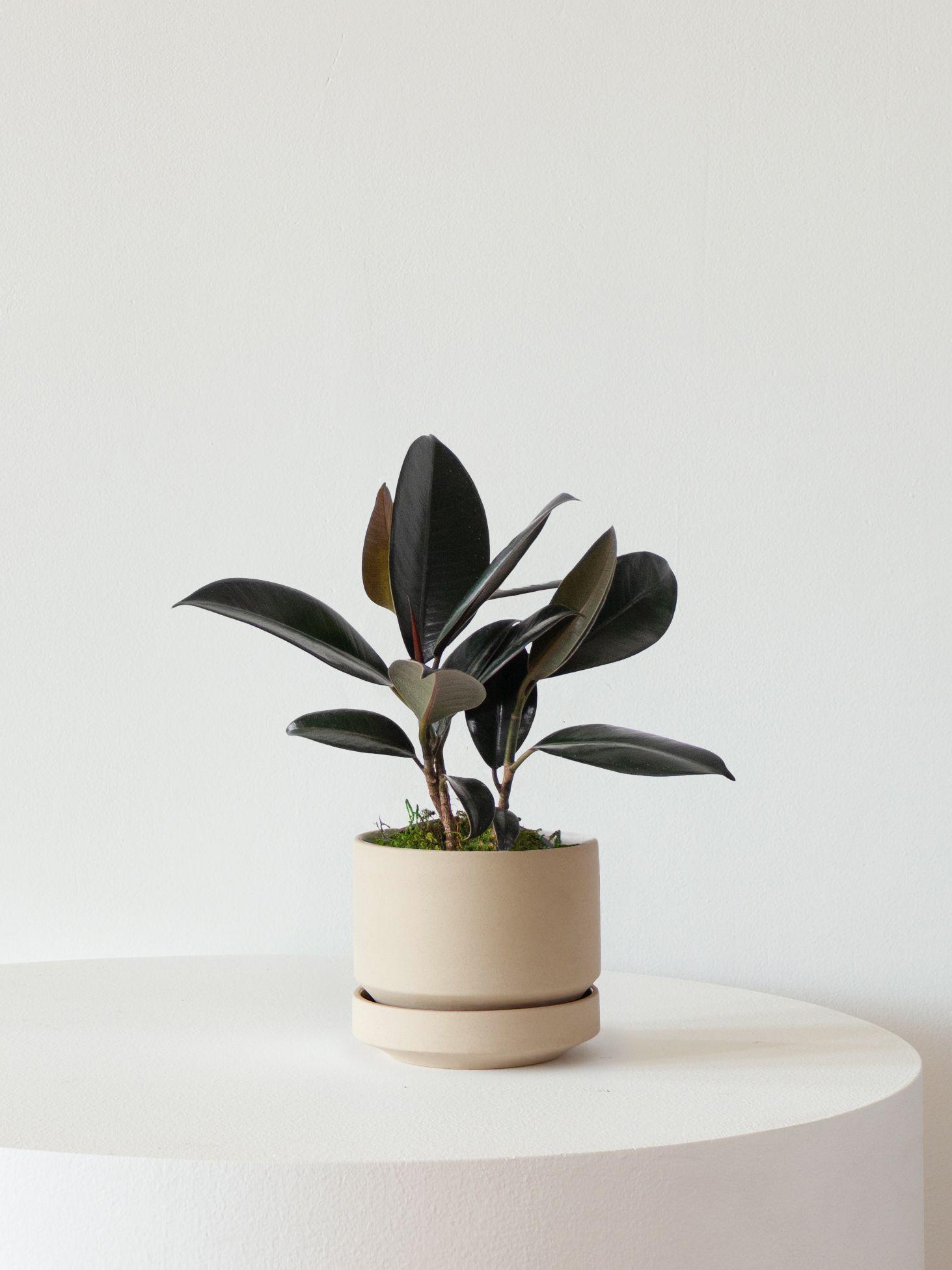 Rubber Plant With Scandinavian Pot Small 6-8 in tall, potted plant ...