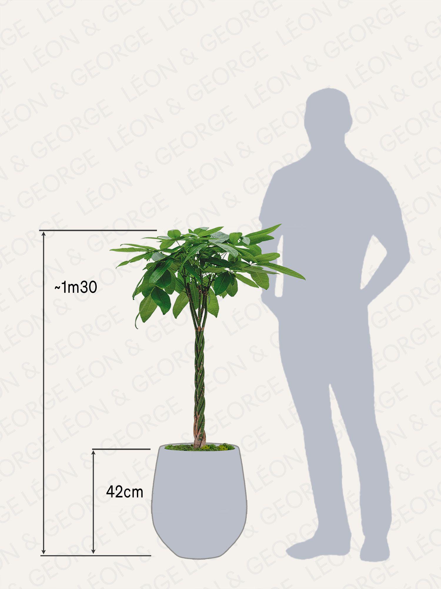 Pachira Aquatica Large (1m30) Dune – Le 24 - Dune argent | Livraison ...