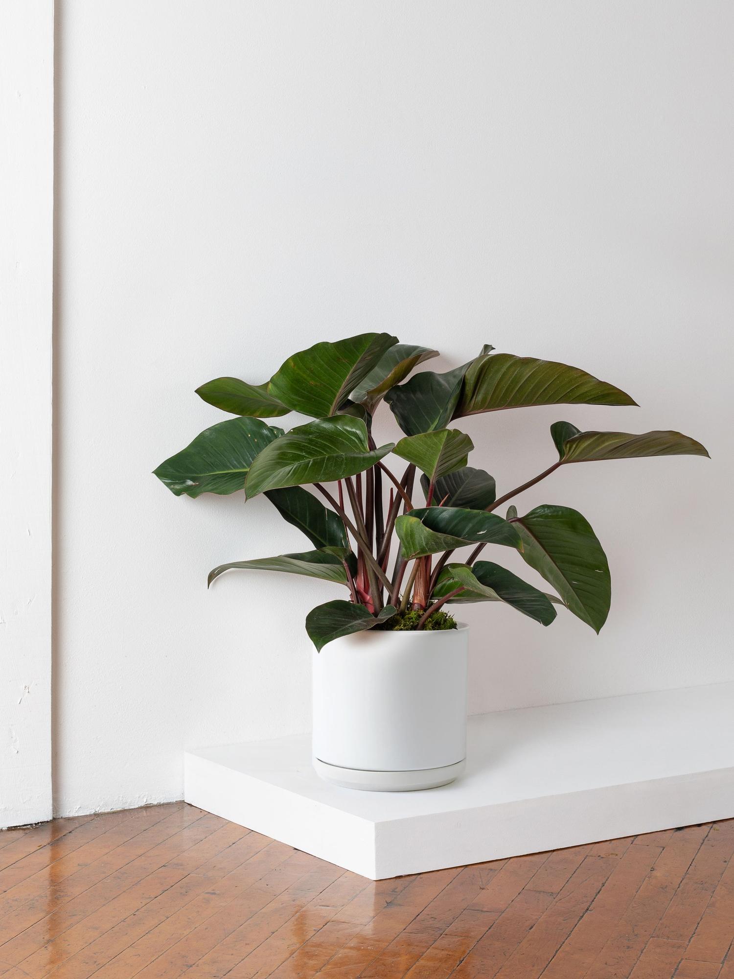 Red Congo With Foundation Pot Large 2 ½ – 3 ½ ft tall – Option optn ...