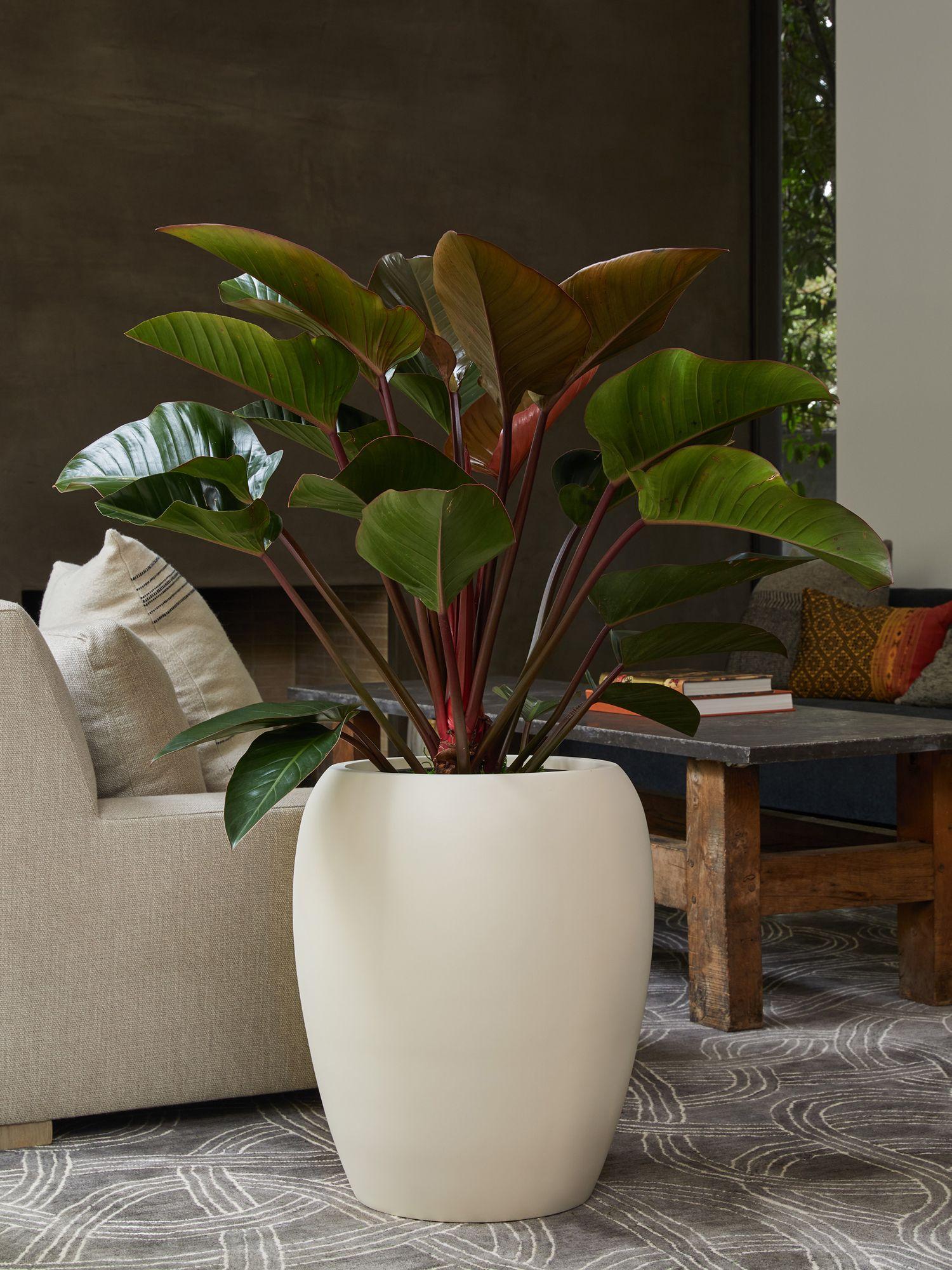 Red Congo With Calix Pot Large ~3 ½ – 4 ft tall – White Calix Pot ...