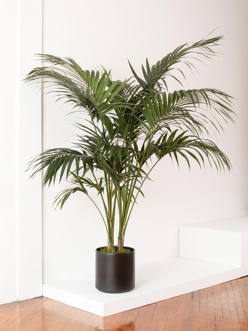 Palmier Kentia et cache-pot sur pied Mid-Century Extra Large, plante d ...