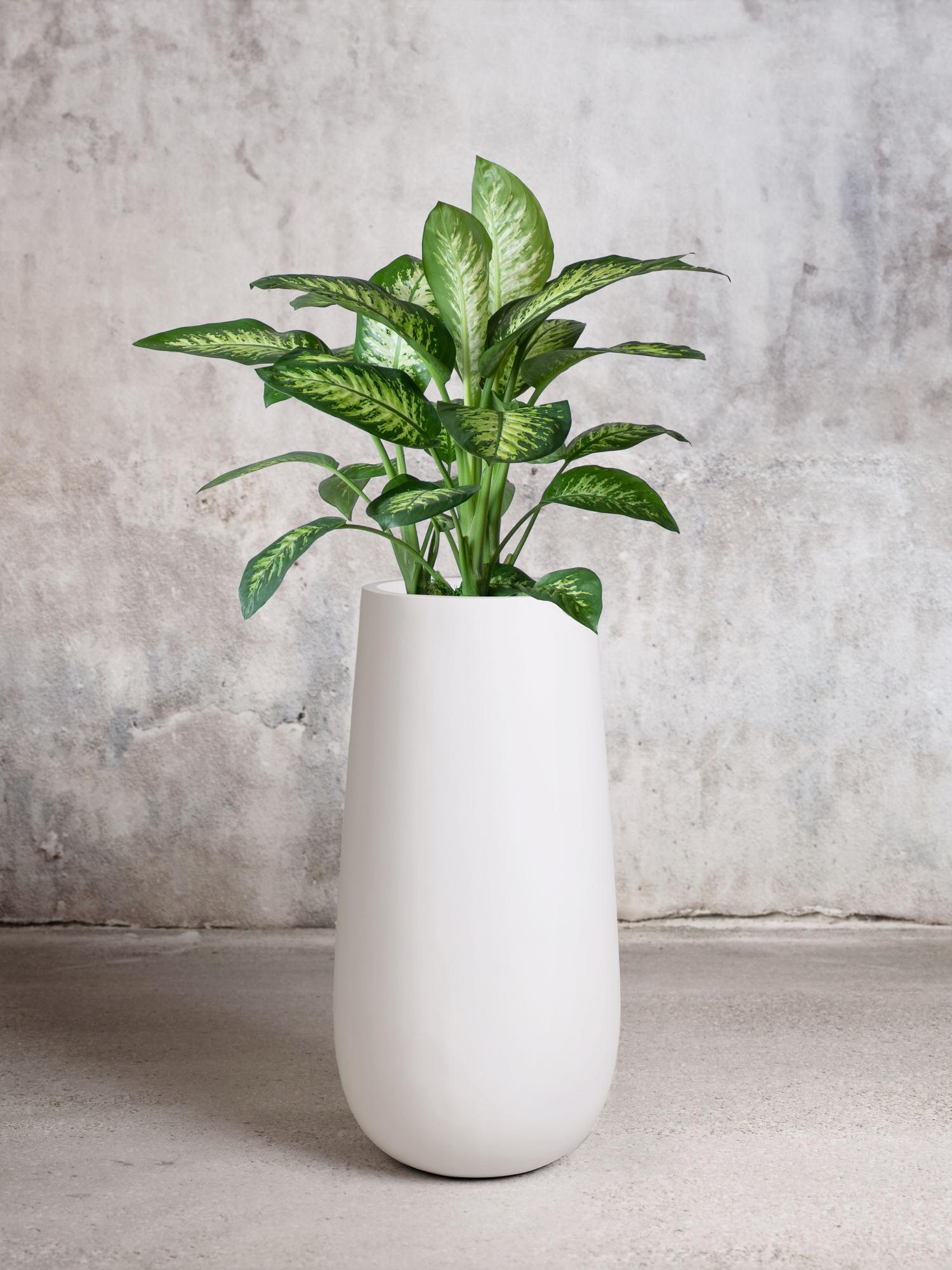 Dieffenbachia Large (4 ½ - 6 ft tall) – White Flute Pot, potted plant ...