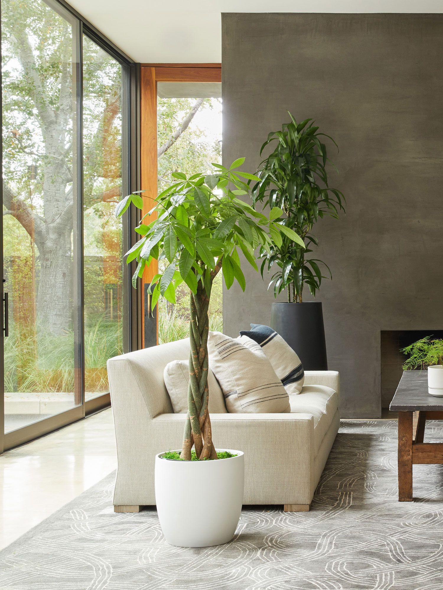 Braided Money Tree With Mid-Century Pot Extra Large 5 ½ ft tall – Black ...