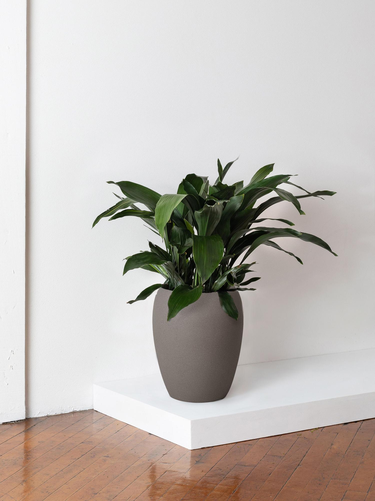 Cast Iron Plant With Calix Pot Large 4 – 4 ½ ft tall – White Calix Pot ...