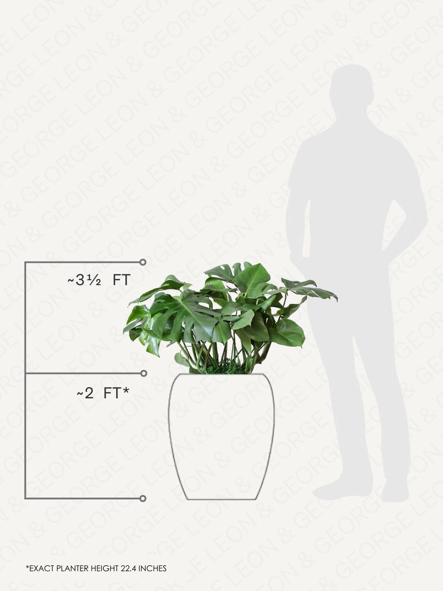 Monstera Deliciosa Large (3½ ft tall) – White Calix Pot, potted plant ...