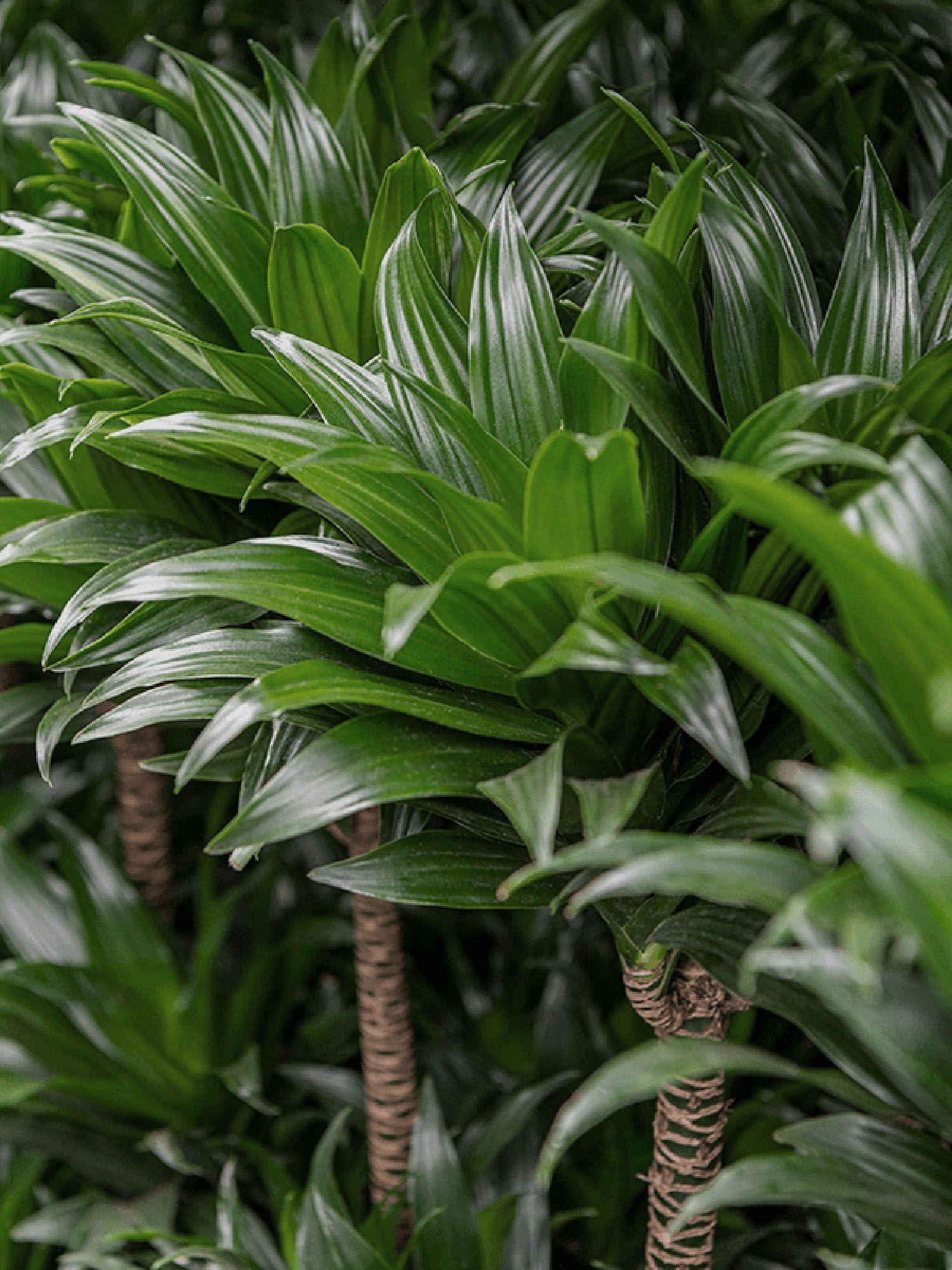 Dracaena Fragrans Compacta Extra Large (1m60) Horticole – Pot Horticole ...