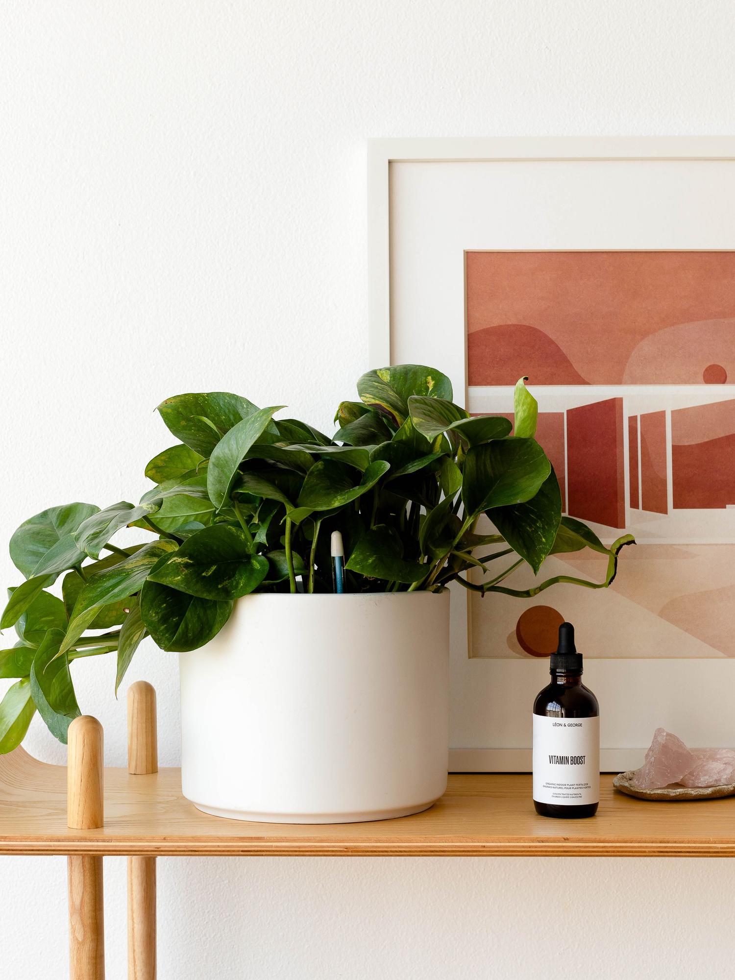 Preventive Plant Care Essentials, plant accessory, shipped by Léon & George