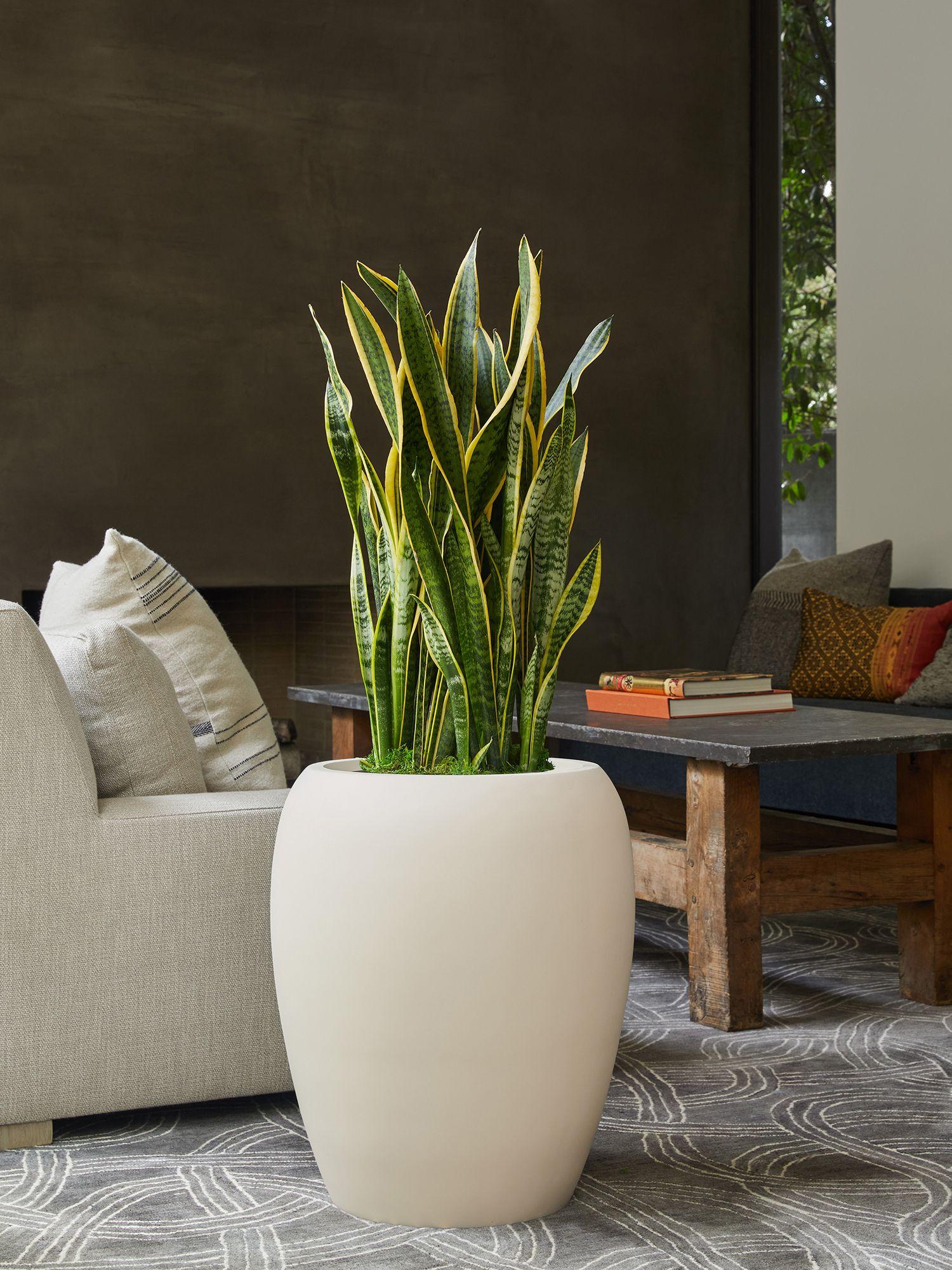 Snake Plant Laurentii With Calix Pot Large 3½ – 4 ft tall, potted plant ...