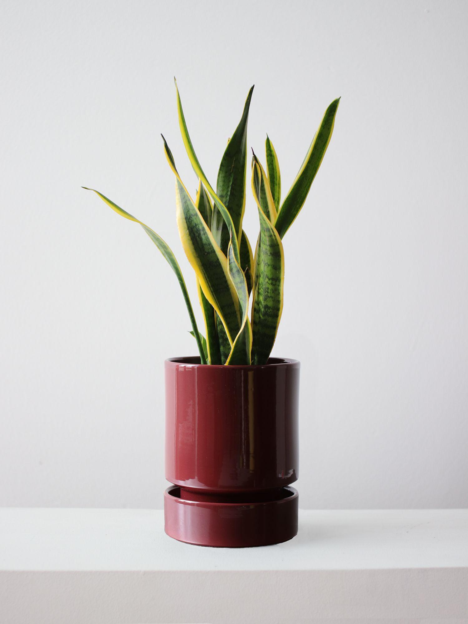 Snake Plant Laurentii Medium (1½ - 2 ft tall) + Hoff Ceramic Pot | Léon ...