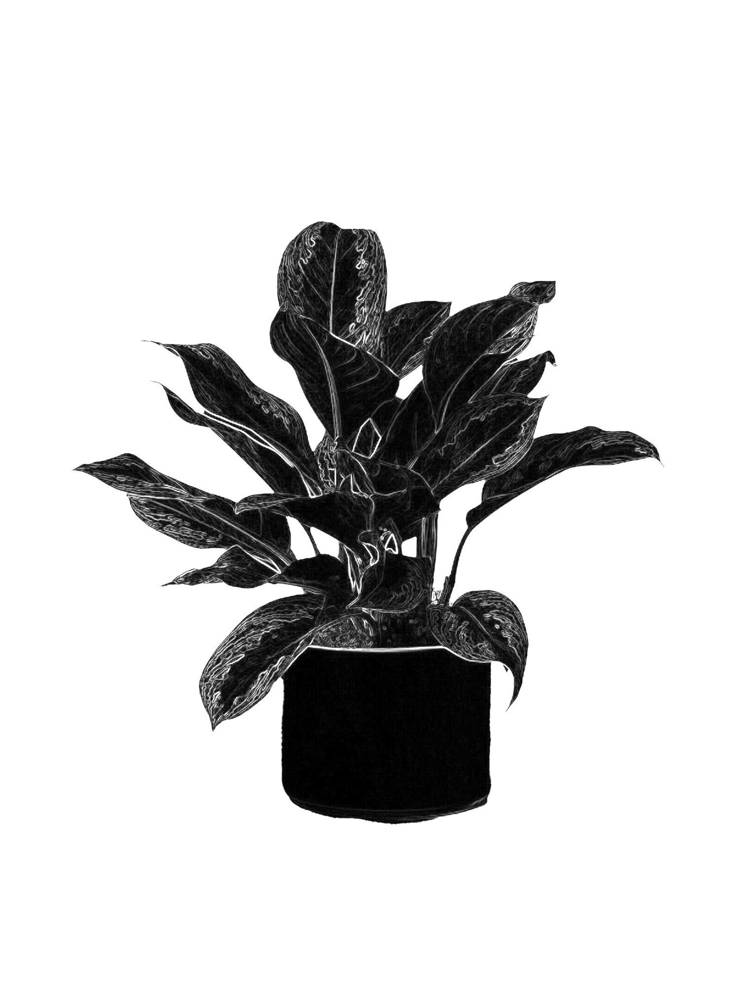 Silver Evergreen Medium 60cm Curvy – The 19 - Curvy peacock blue ...