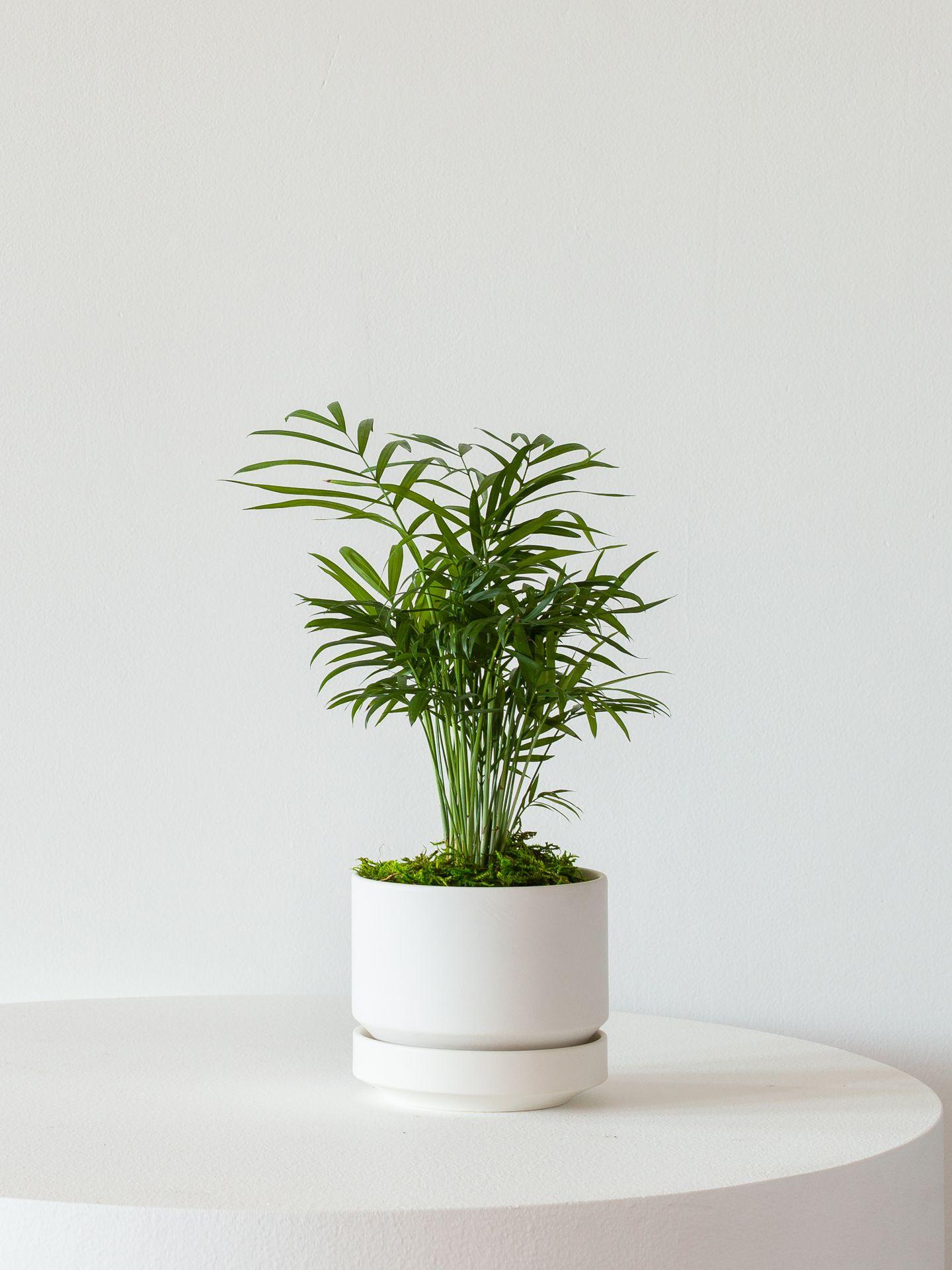 Parlor Palm With Scandinavian Pot Small 1 ft tall, potted plant ...
