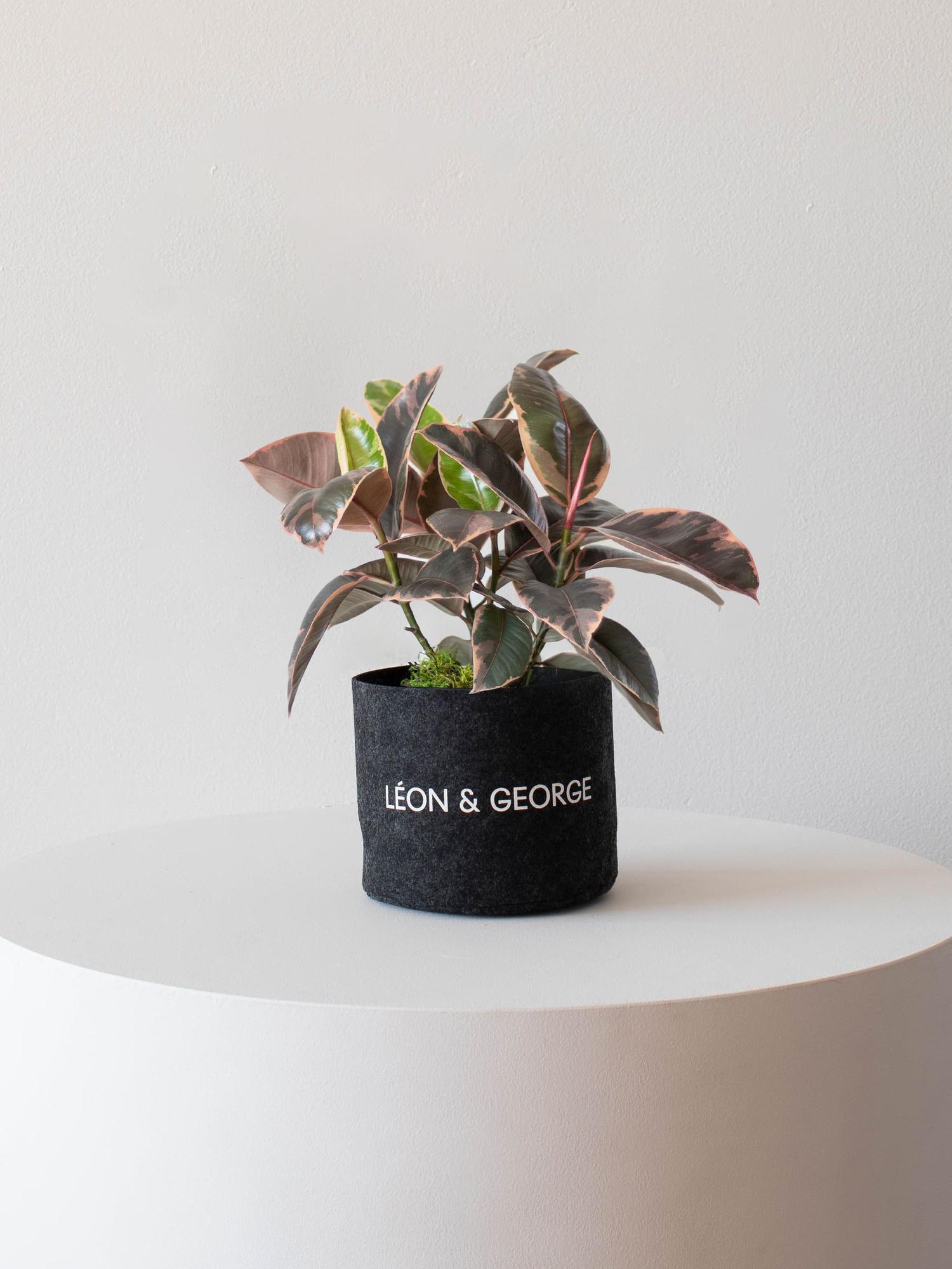 Ruby Rubber Plant Medium (1 - 1½ ft tall) – Nursery Pot, potted plant ...