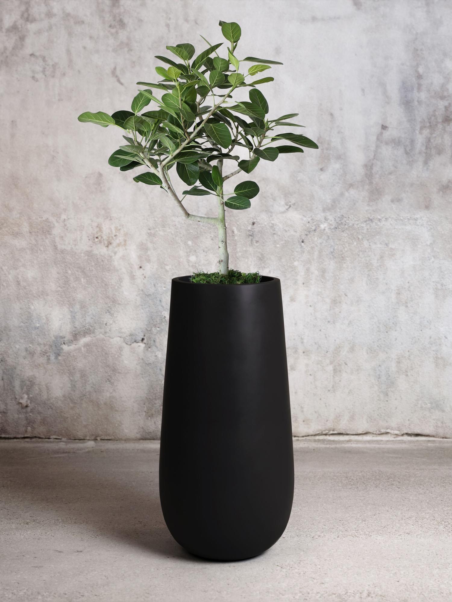 Ficus Audrey Tree Large (5 – 5½ ft tall) – White Flute Pot, potted ...