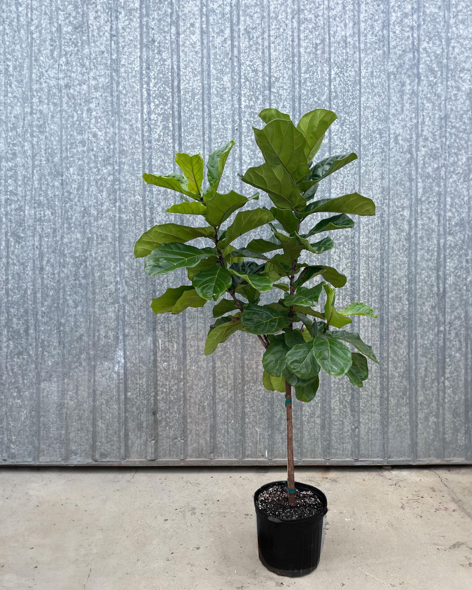 Xxl Fiddle Leaf Fig Tree without pot, potted plant, shipped by Léon ...