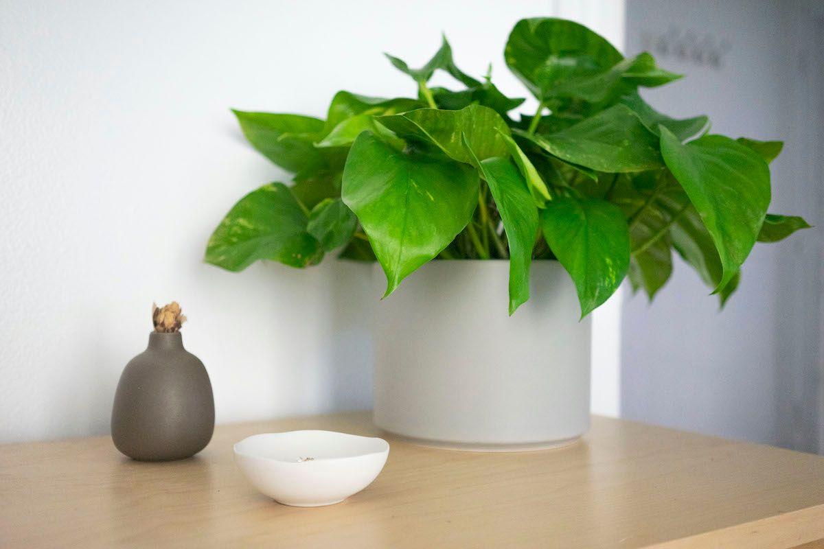 Cascading Pothos With Mid-Century Pot Medium 1-1 ½ ft tall, potted ...
