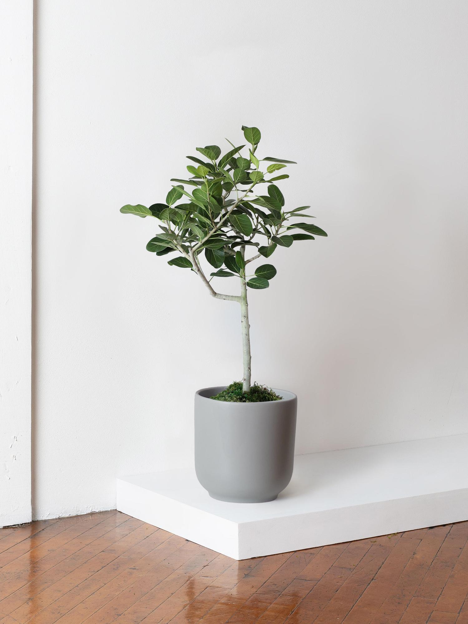 Ficus Audrey Tree With Nouvelle Pot Large 3 ½ – 4 ft tall – Gray ...