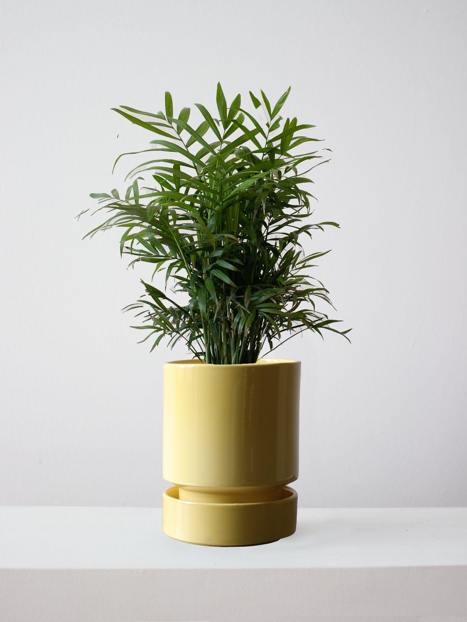 Parlor Palm Medium (1½ - 2 ft tall) – Emerald With Saucer, potted plant ...