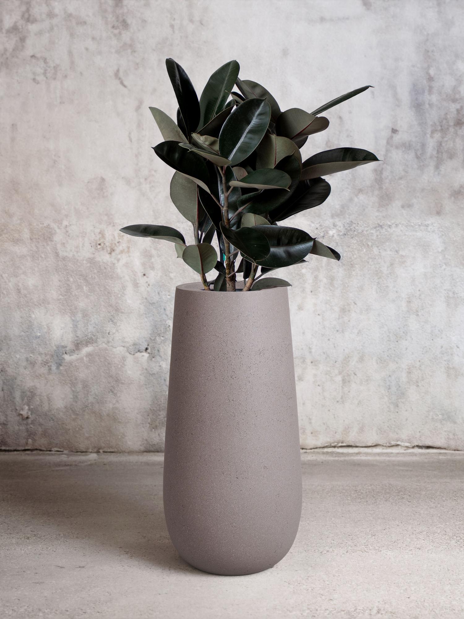 Rubber Tree With Flute Pot Large 3½ - 4½ ft tall – White Flute Pot ...