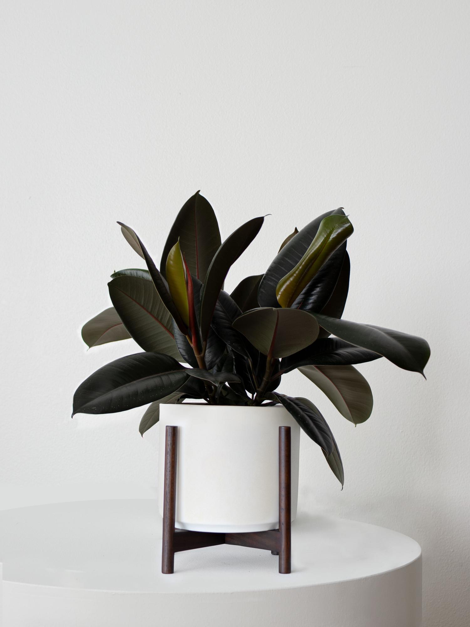 Ruby Rubber Plant Medium (1 - 1½ ft tall) + Nouvelle Ceramic Pot | Léon ...