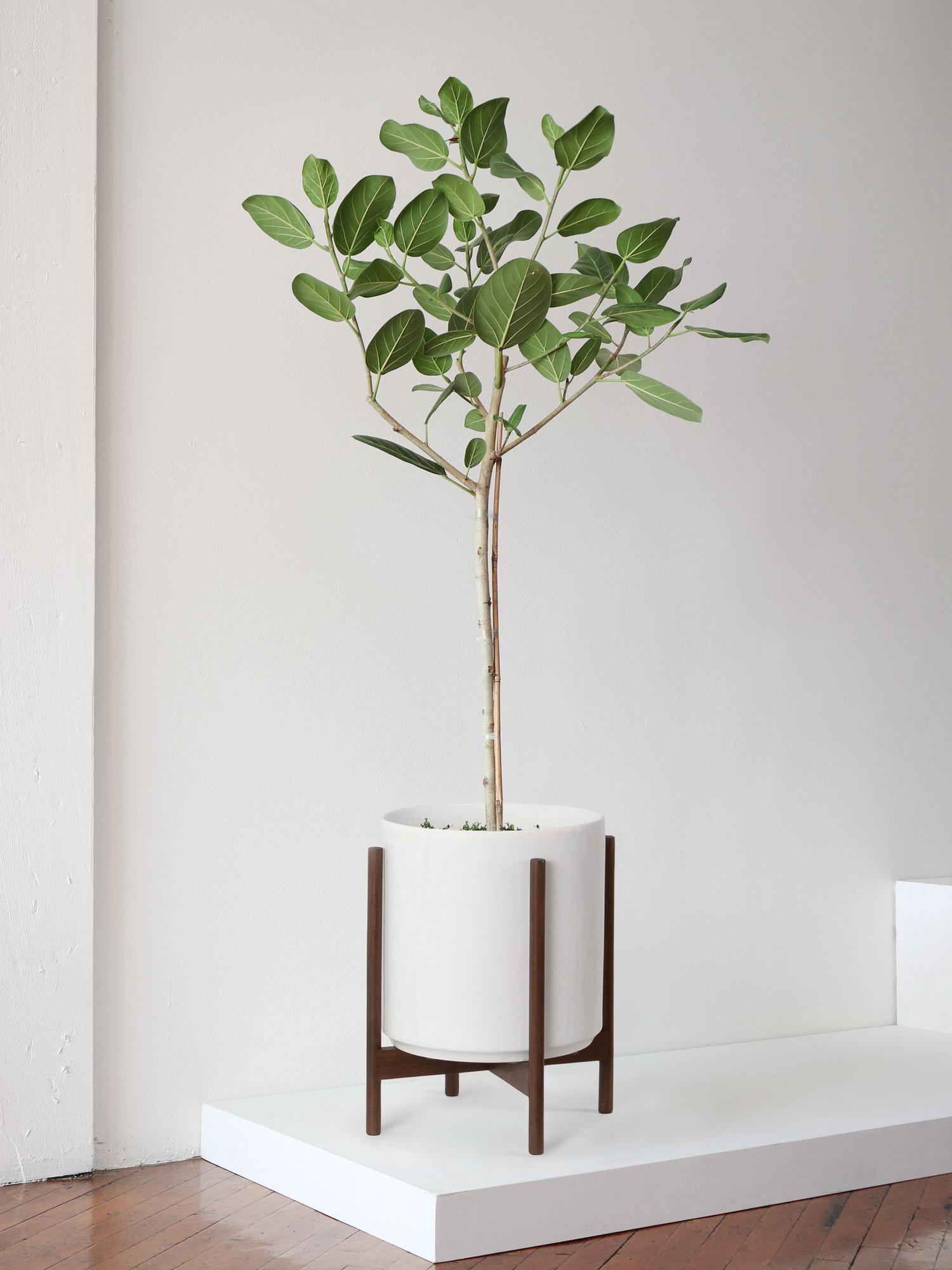 Ficus Audrey Tree With Mid-Century Pot Extra Large 5 - 5½ ft tall ...