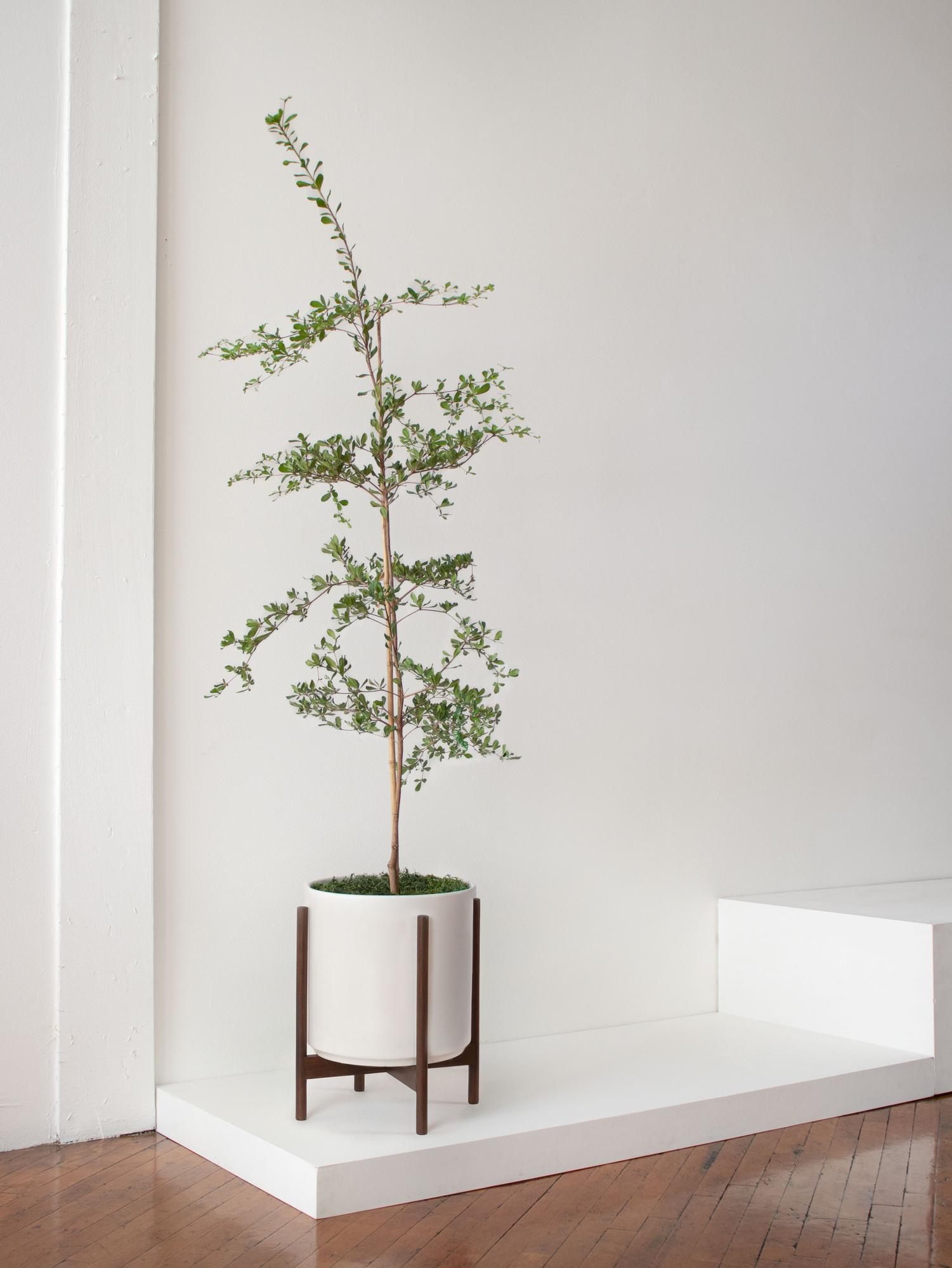 Black Olive Tree With Mid-Century Pot Extra Large 5½-6 ft tall ...