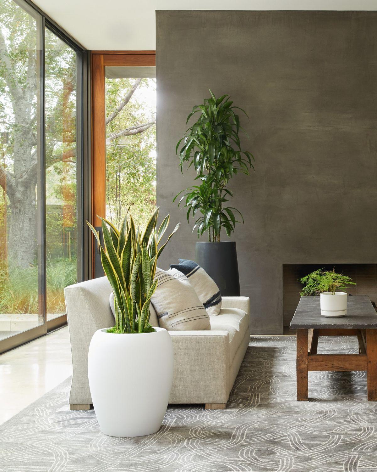 Dracaena Lisa Extra Large (8 - 9 ft tall) – White Flute Pot, potted ...