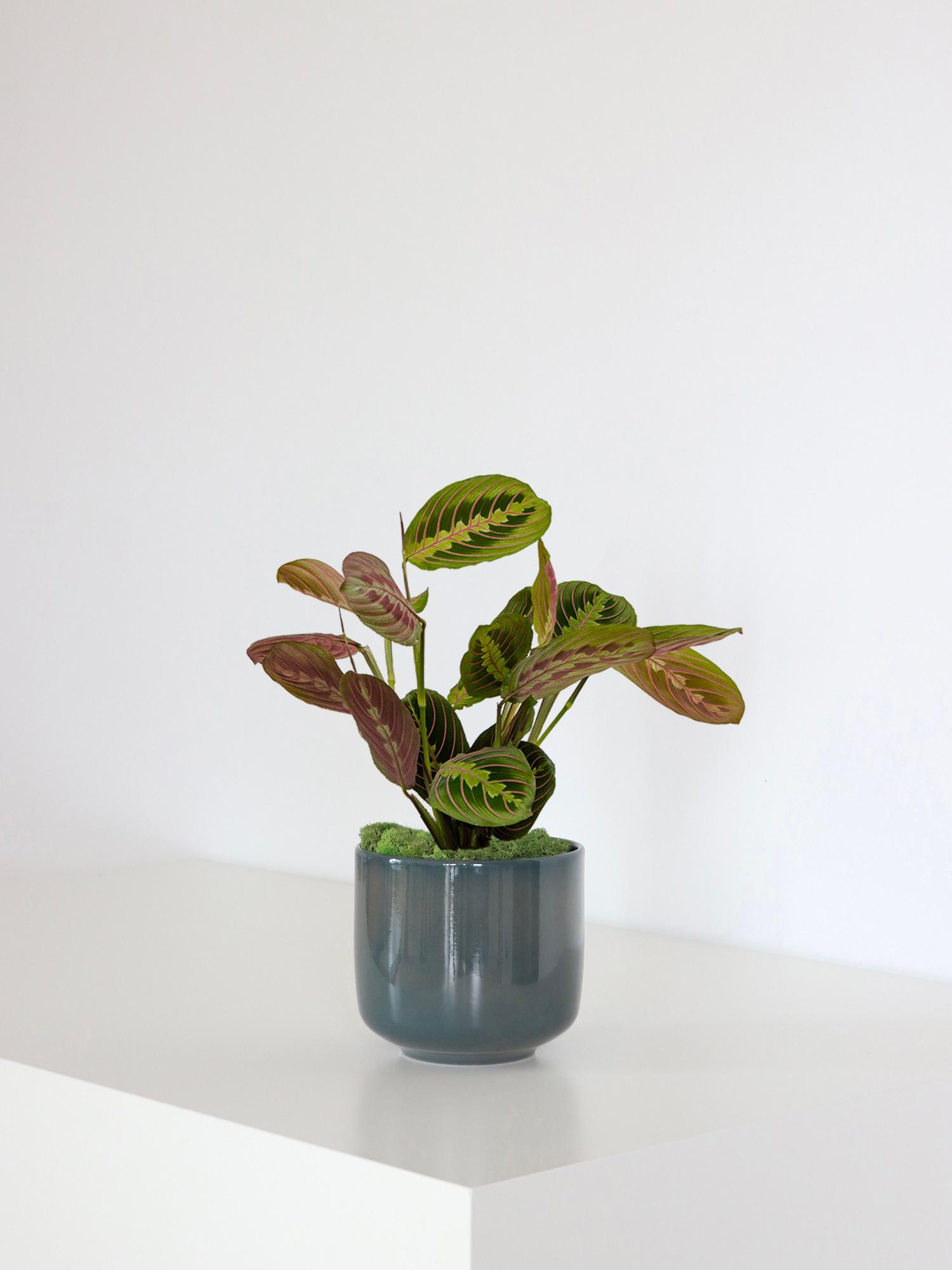 Marante Small (35cm) + Pot Curvy | Léon & George