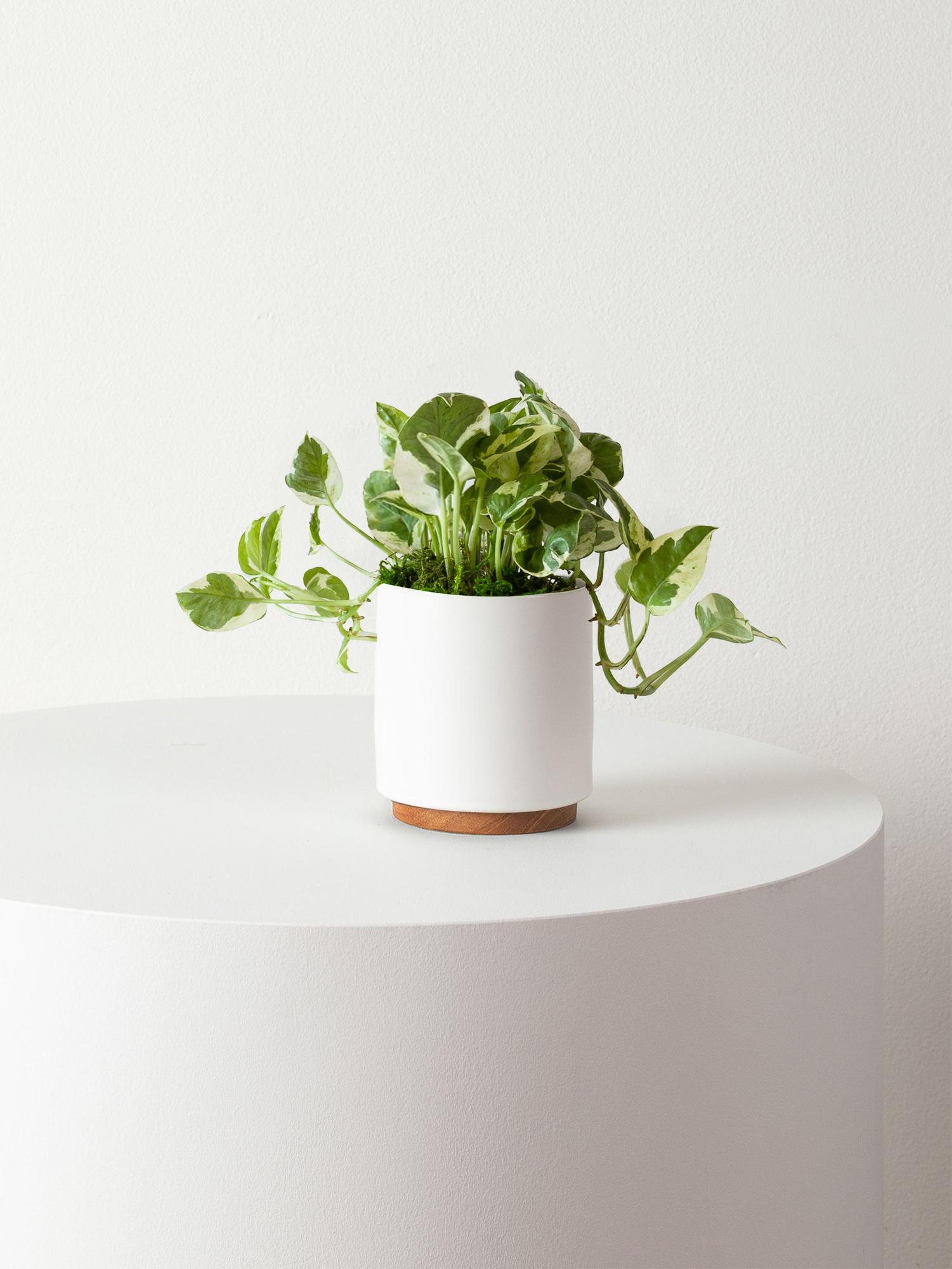 N'joy Pothos With Mid-Century Pot Small 8 in tall, potted plant ...