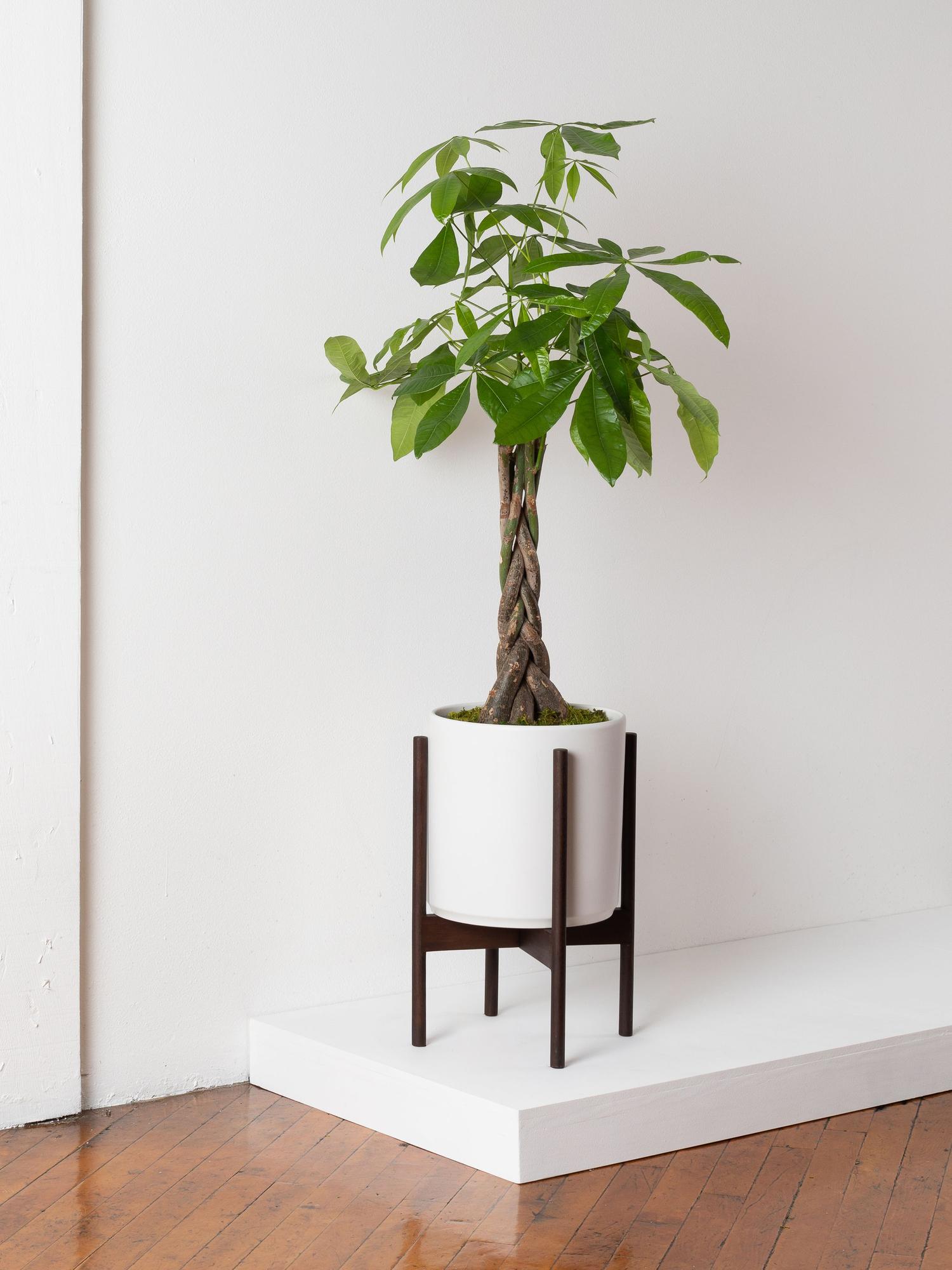 Large Braided Money Tree With Mid-Century Pot, potted plant, shipped by ...