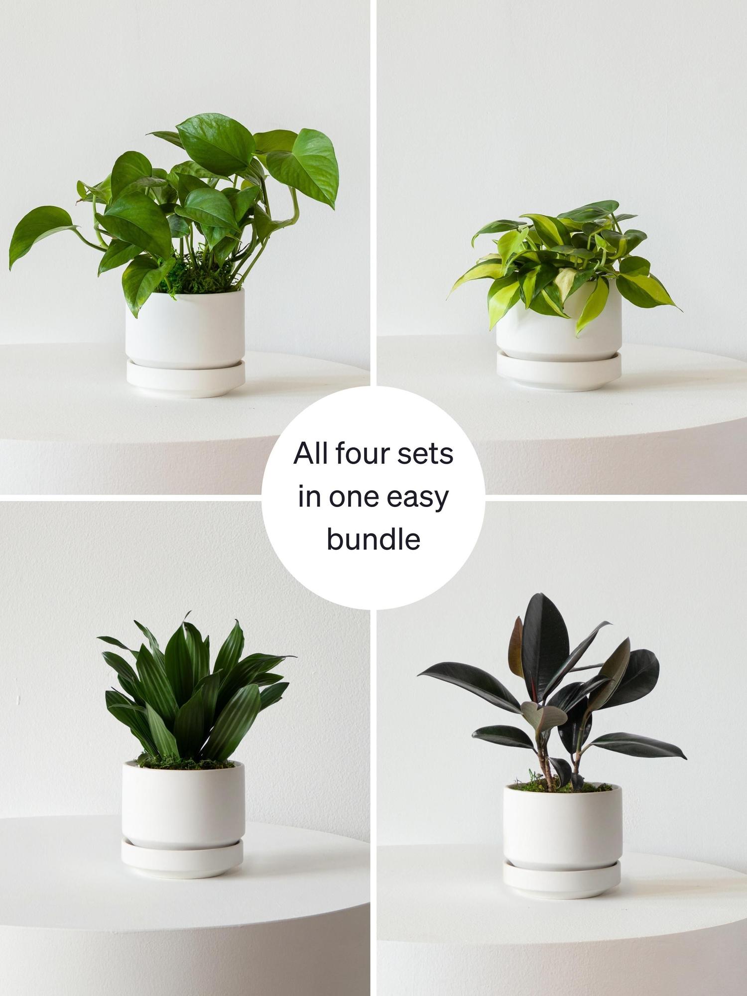 Easy Accents Plant Package Small (6 to 8 in tall ft tall) – White ...